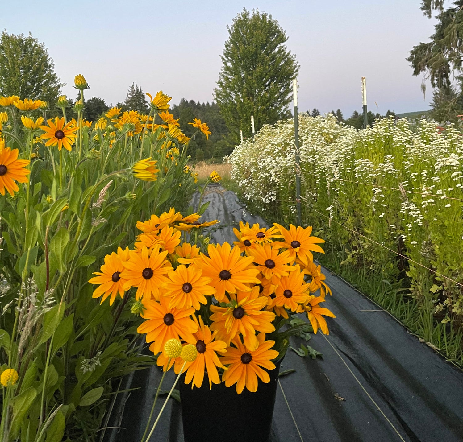 A Guide to Cool Season Flowers – Flower People