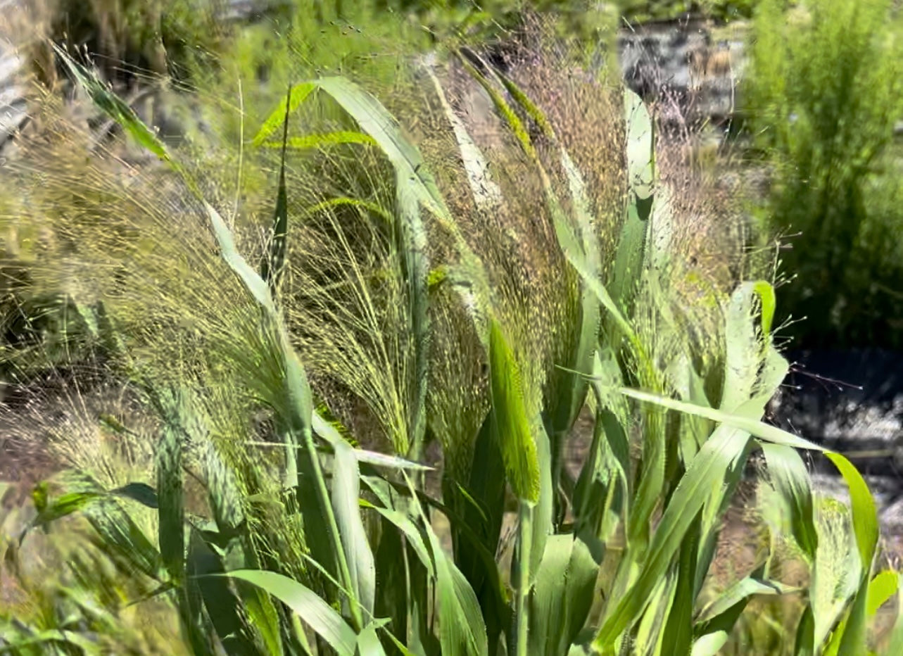 How to Grow Frosted Explosion Grass – Flower People