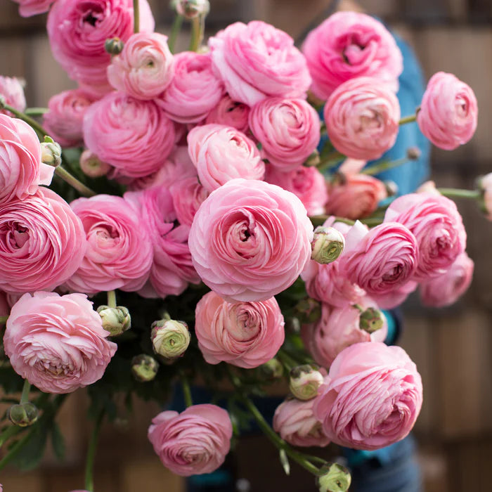 How to grow Ranunculus – Flower People