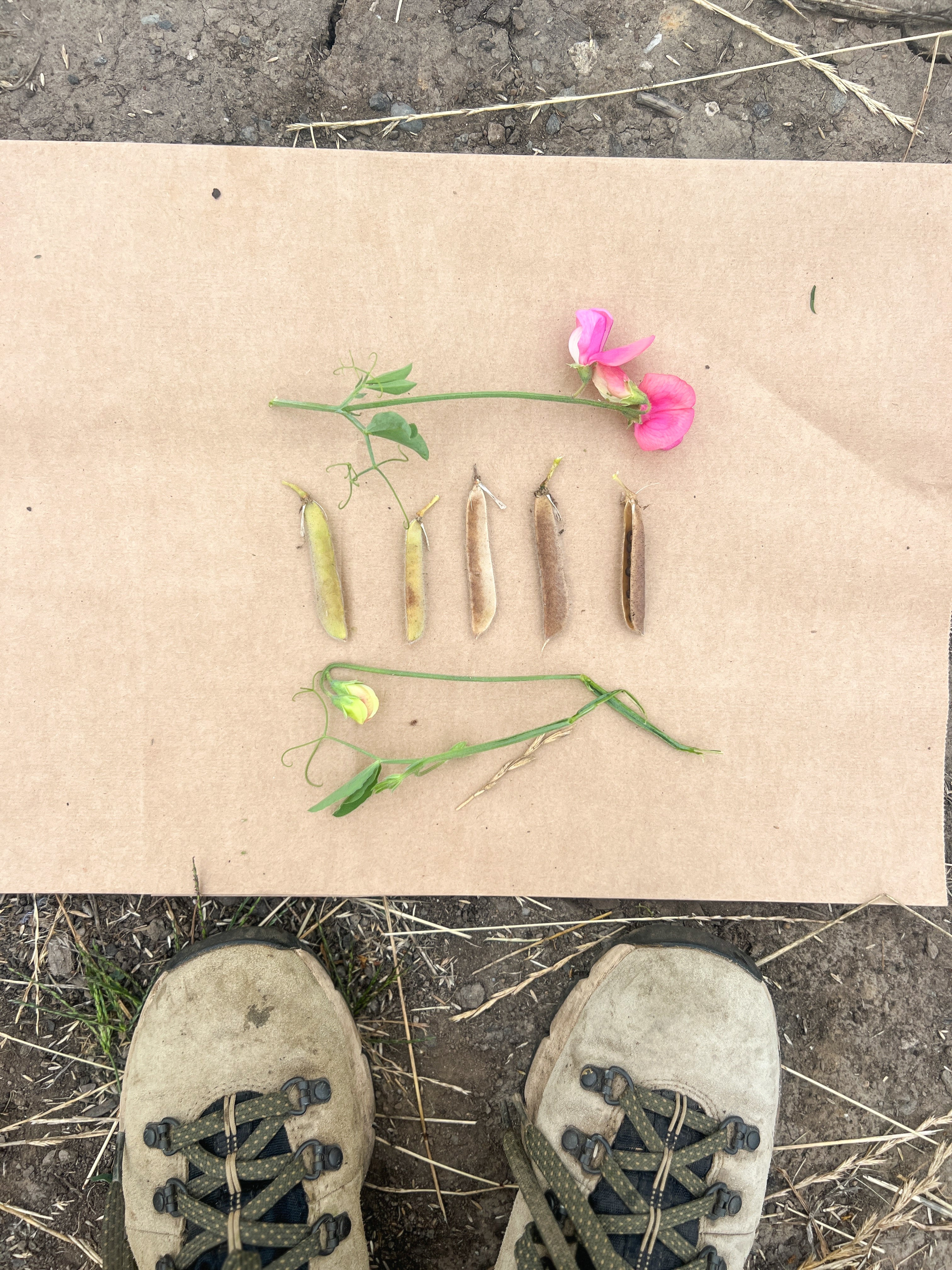 How to Save Sweet Pea Seeds (The Easy Way to Harvest + Store Them ...