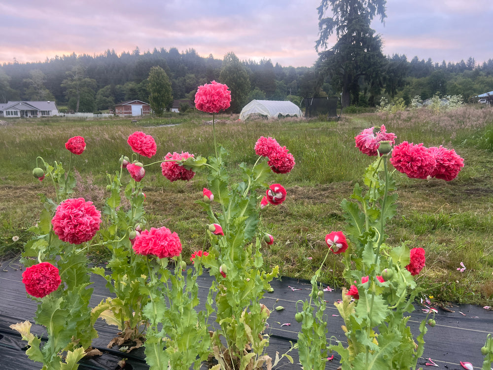 Flower People: Beautiful plants for your flower garden.