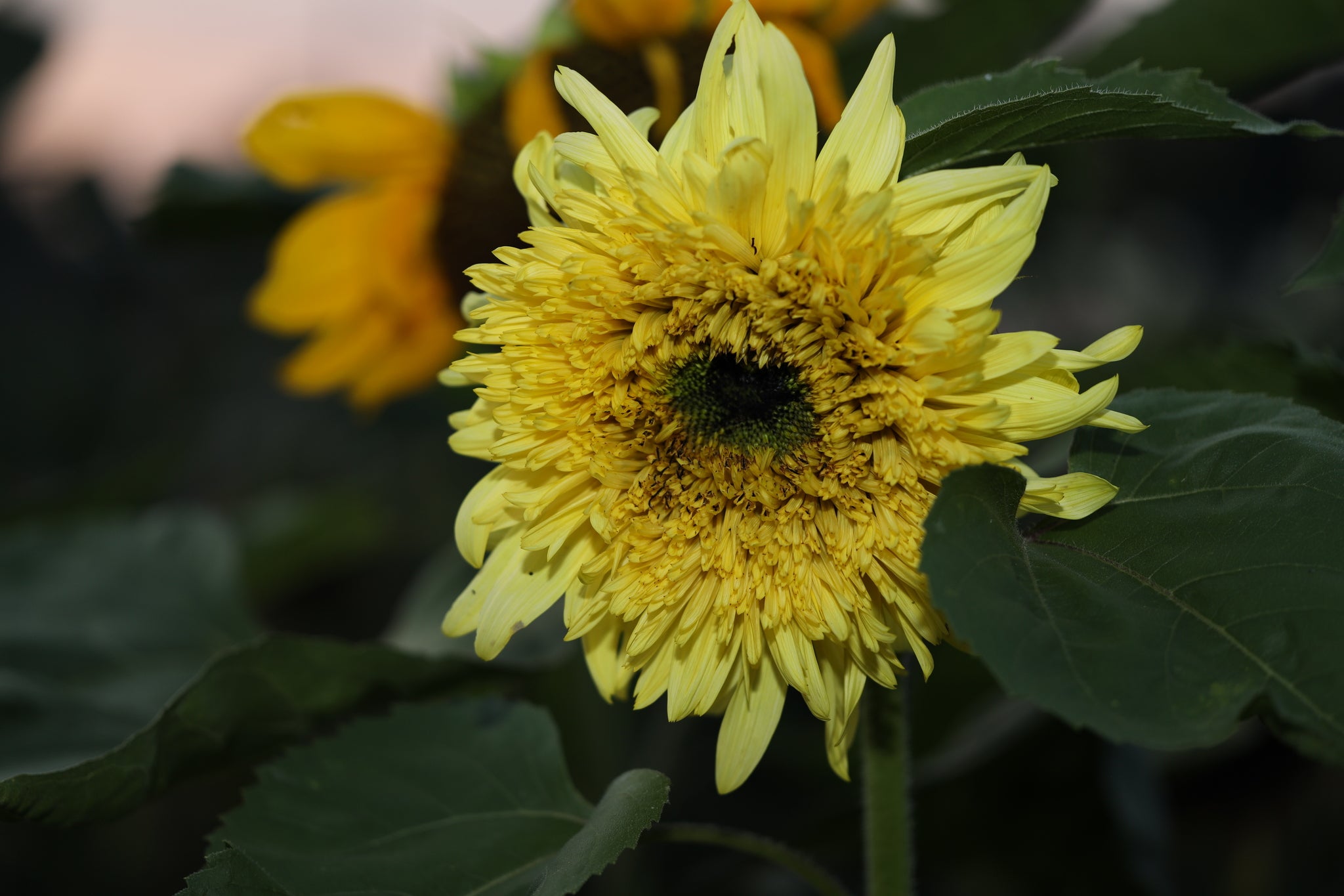 How To Grow Sunflowers – Flower People