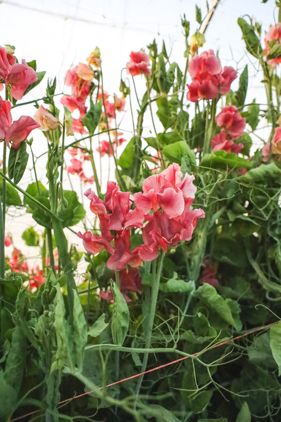 Sweet Pea 'King's Ransom' (LIMIT 1 packet per household) – Flower People