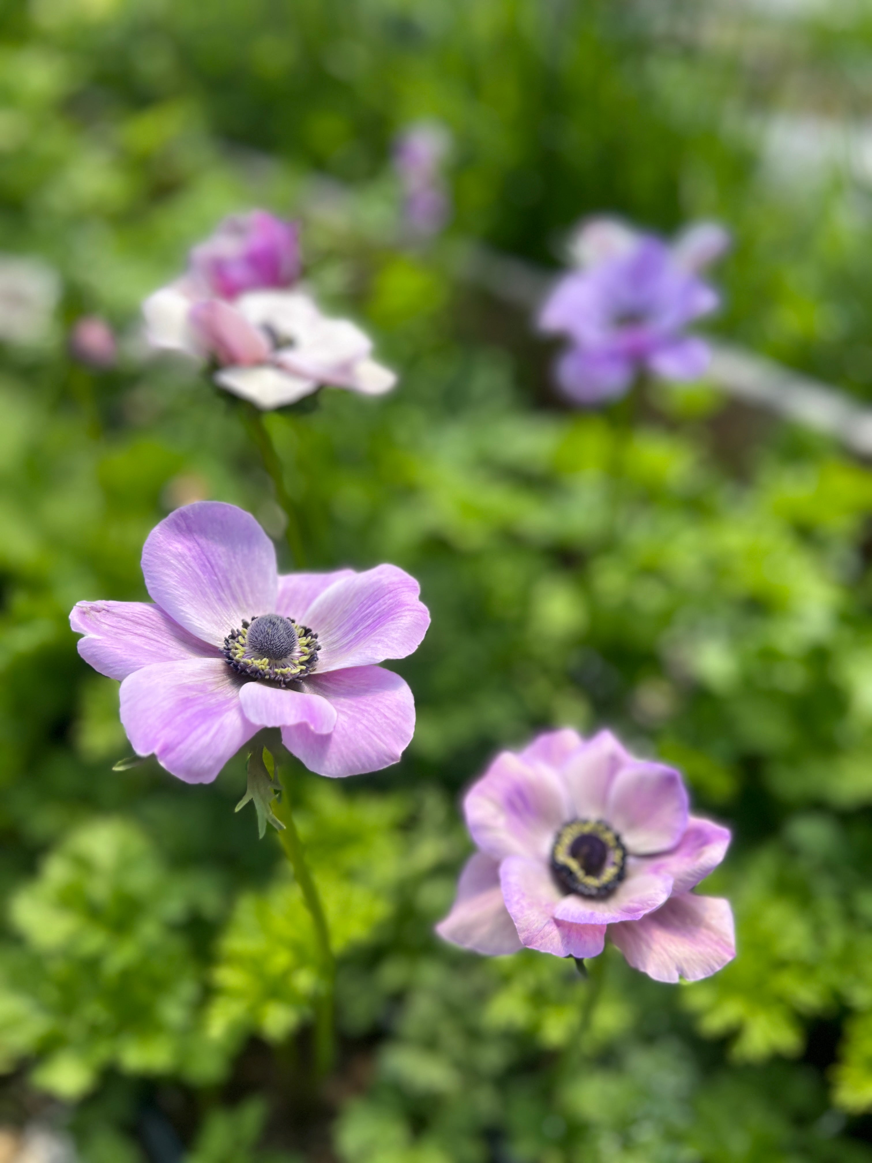 Anemone Mistral Plus Rarity - 10 corms – Flower People