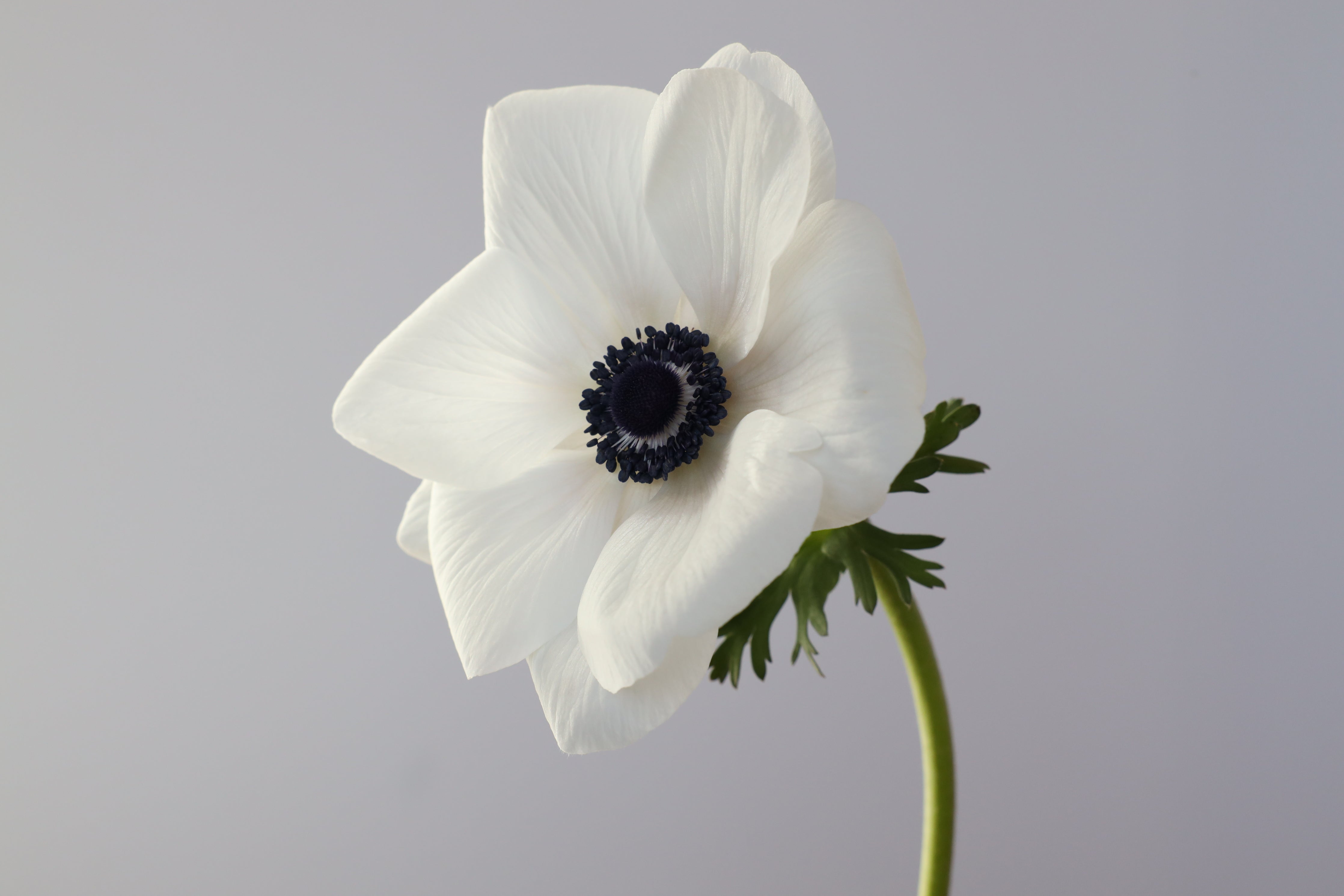 Anemone Mistral Panda - 10 corms – Flower People