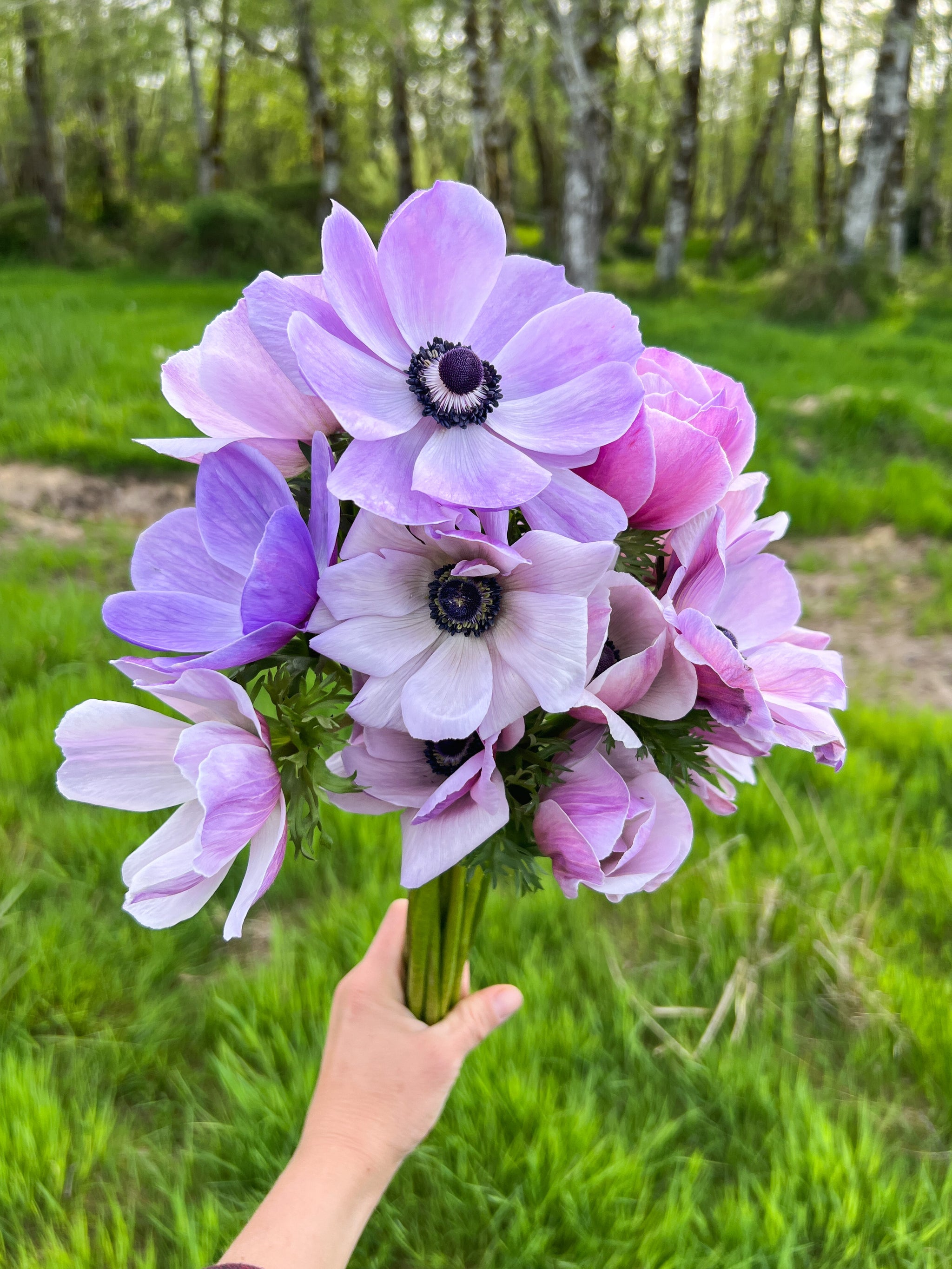 Anemone Mistral Plus Rarity - 10 corms – Flower People