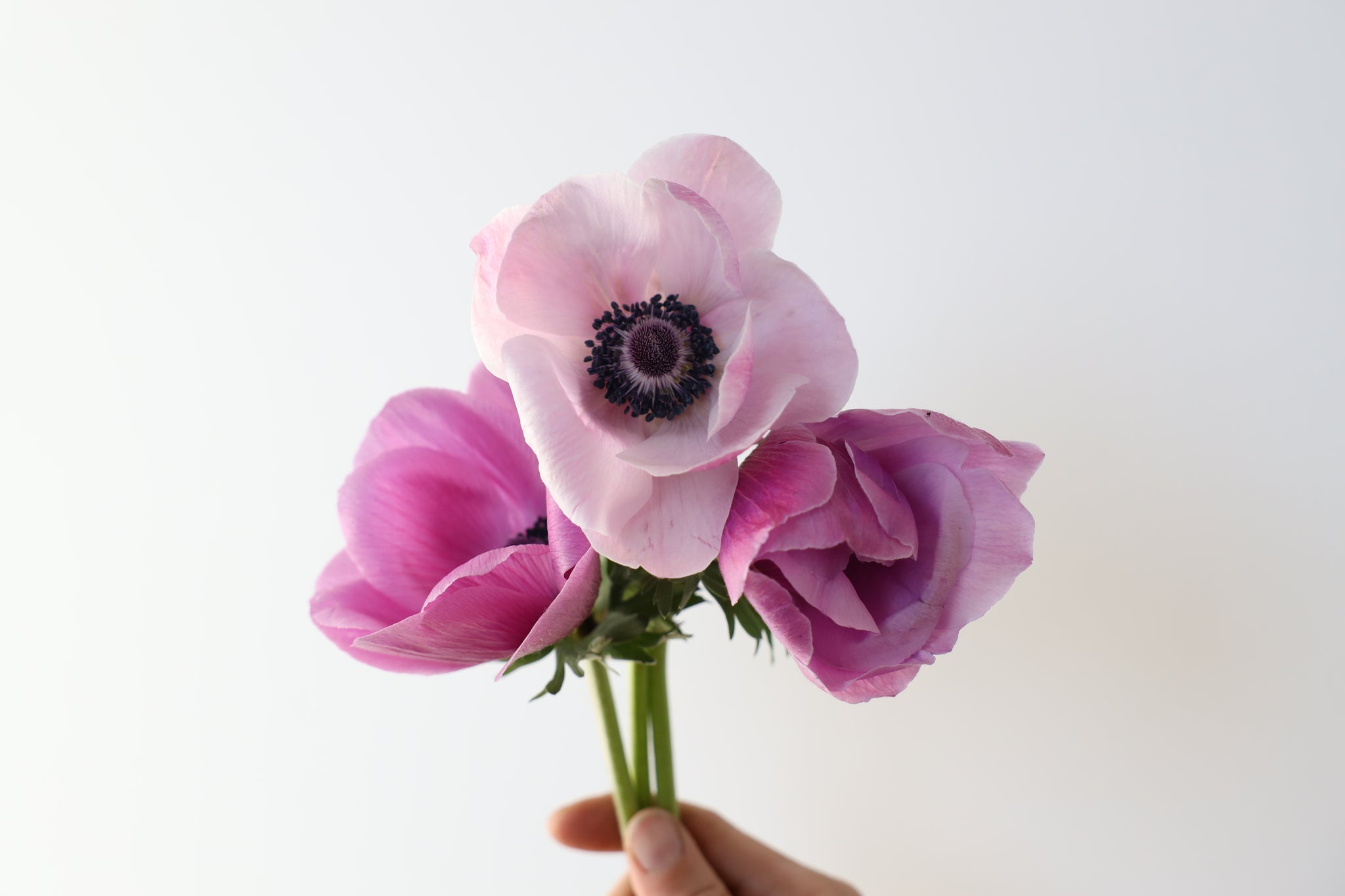 Anemone Mistral Plus Rarity - 10 corms – Flower People