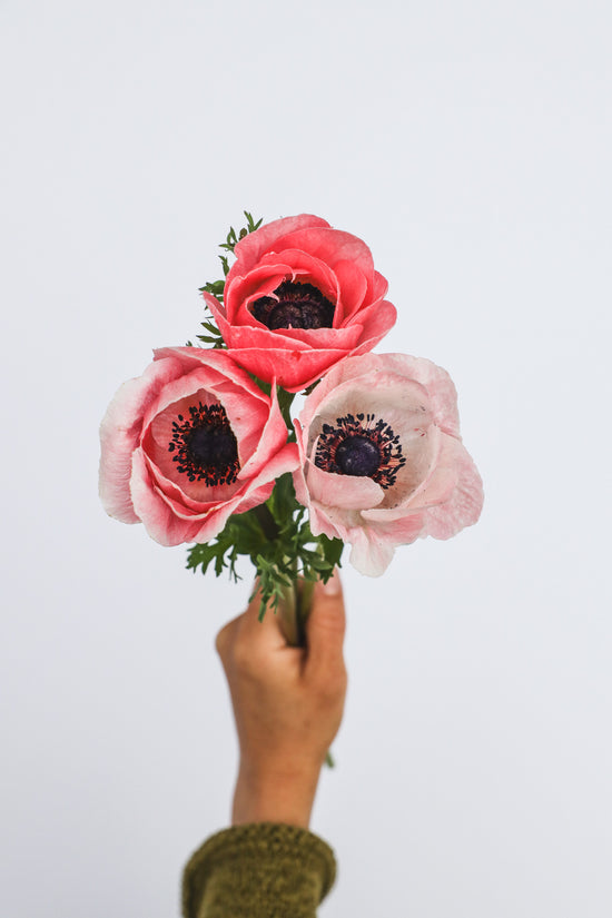 Anemone Mistral Rosa Chiaro - 10 corms – Flower People