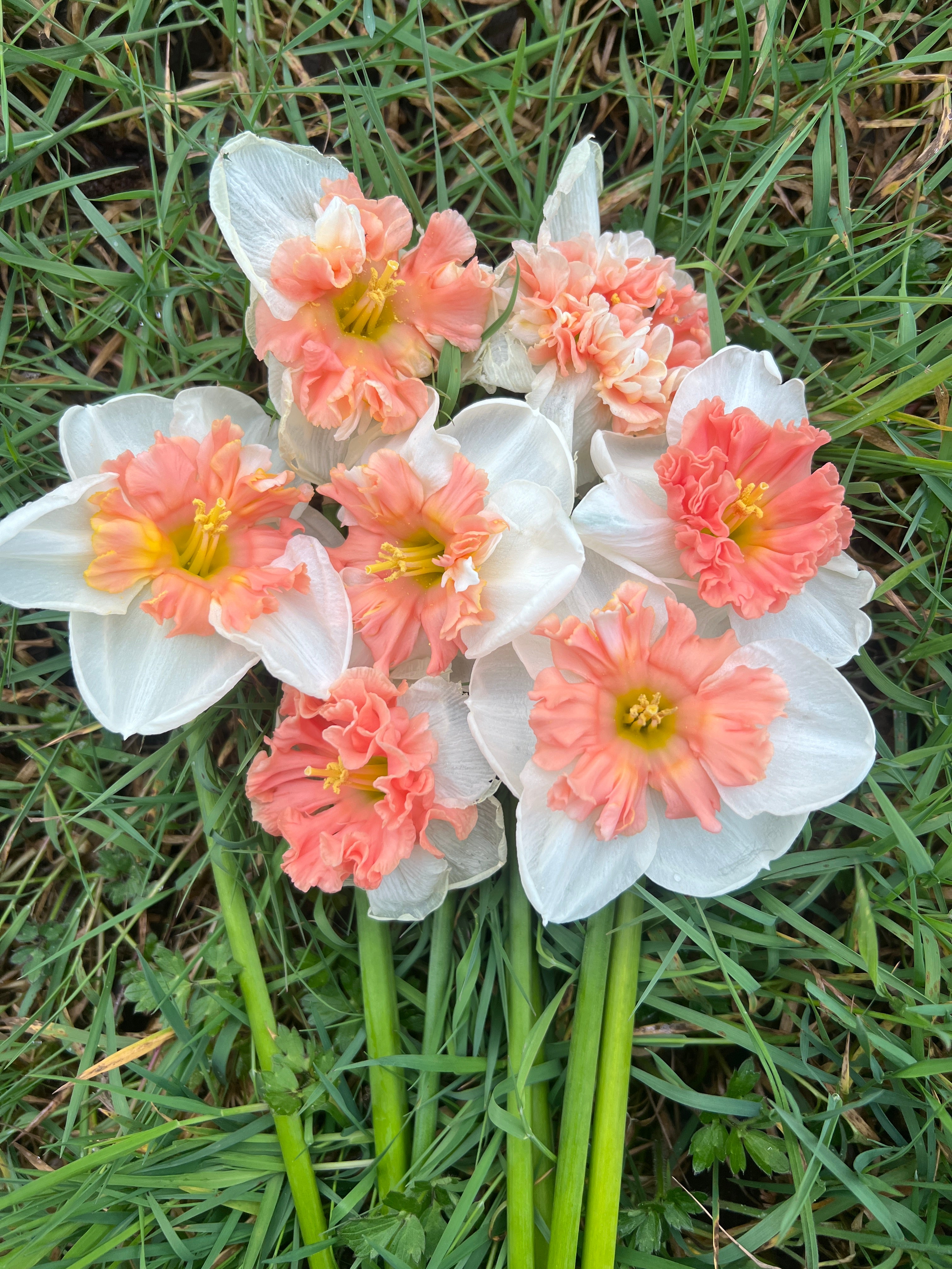 Daffodil Angel Fire - 10 Bulbs – Flower People