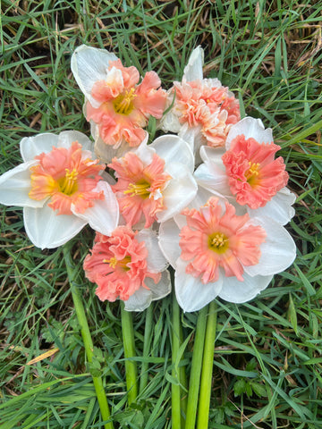 Flower People: Specialty seeds and bulbs for your flower garden.