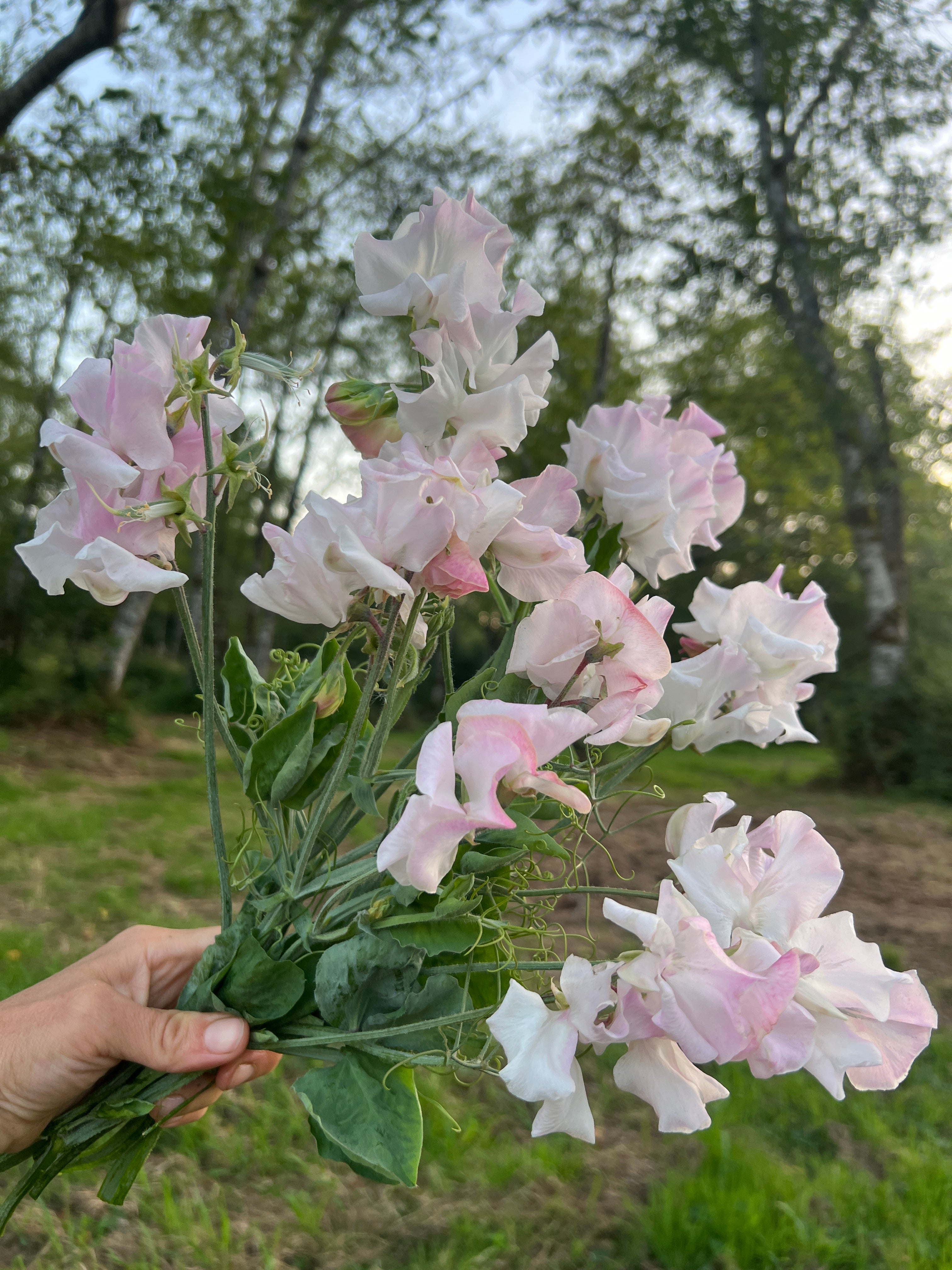 Sweet Pea 'Anniversary' – Flower People