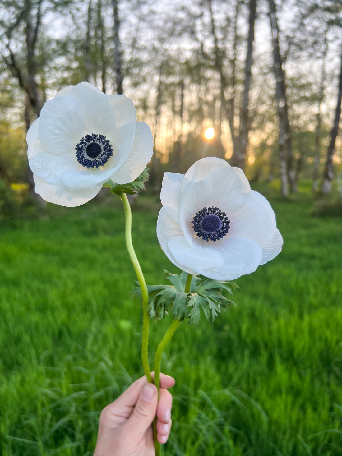 Anemone Mistral Panda - 10 corms – Flower People