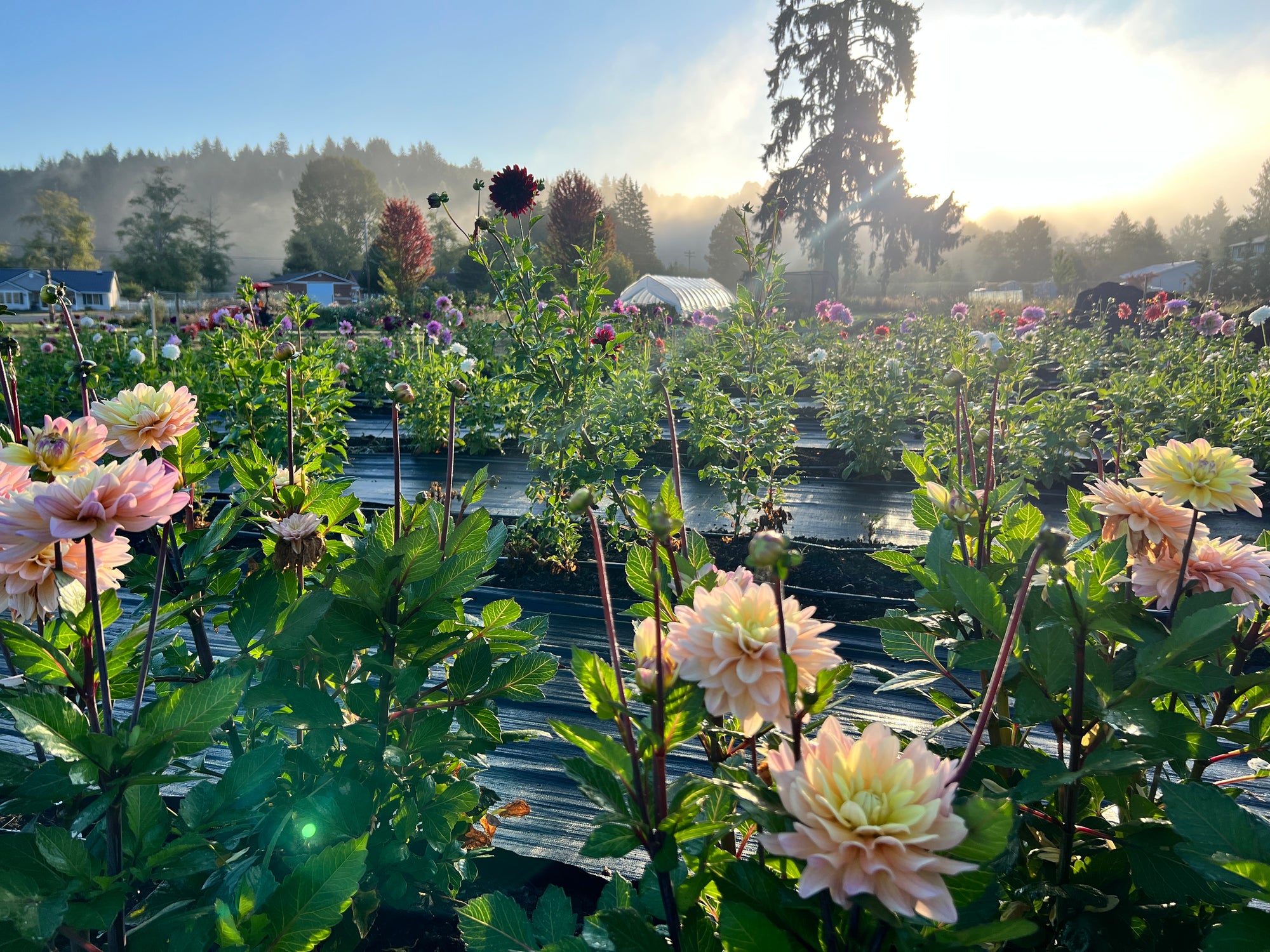 Flower People: Beautiful plants for your flower garden.