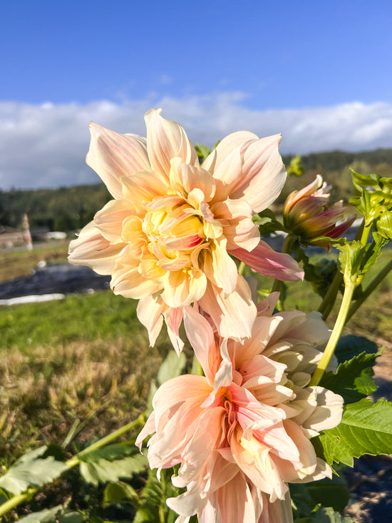 Break Out Dahlia – Flower People