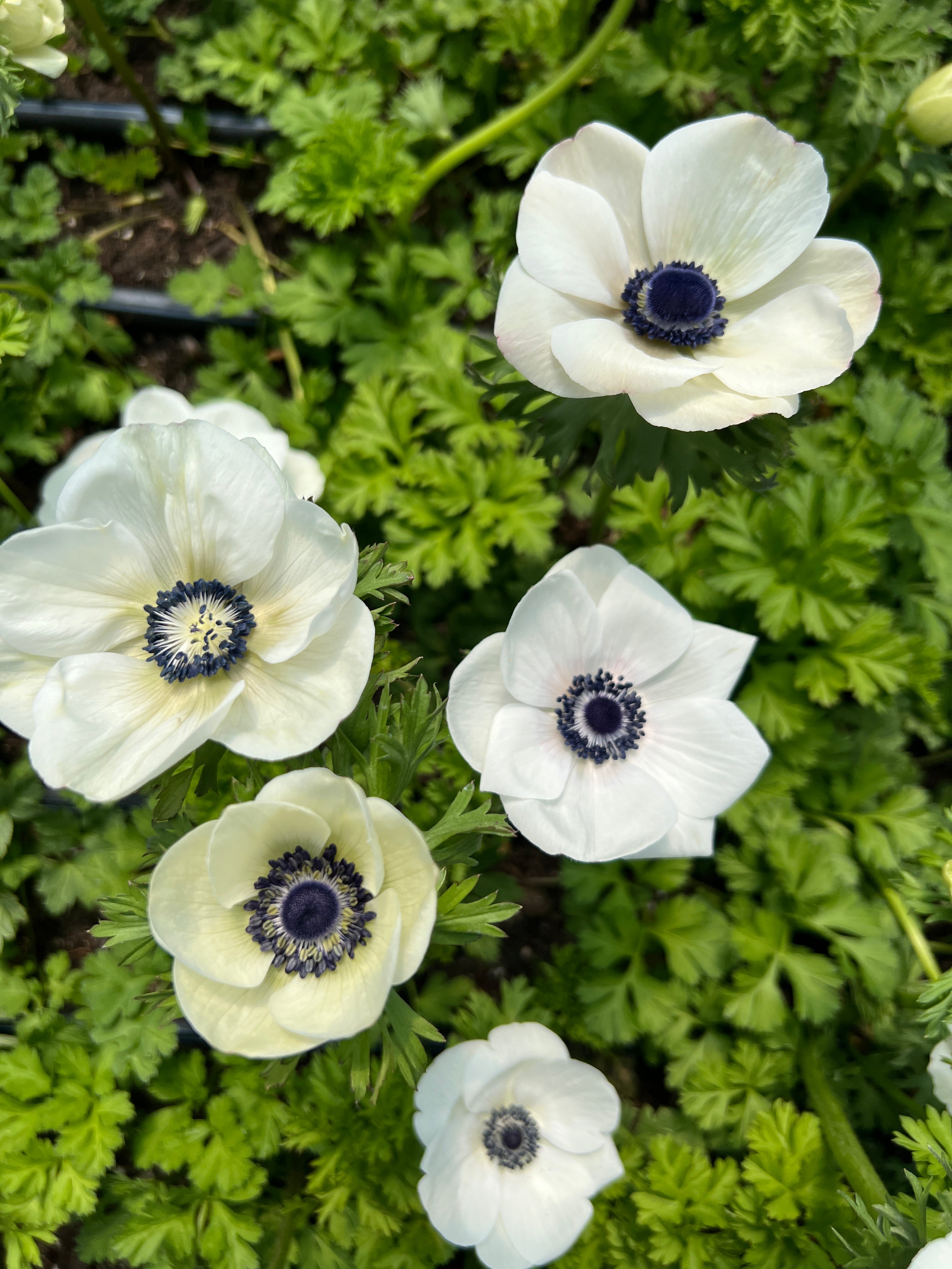 Anemone Mistral Panda - 10 corms – Flower People