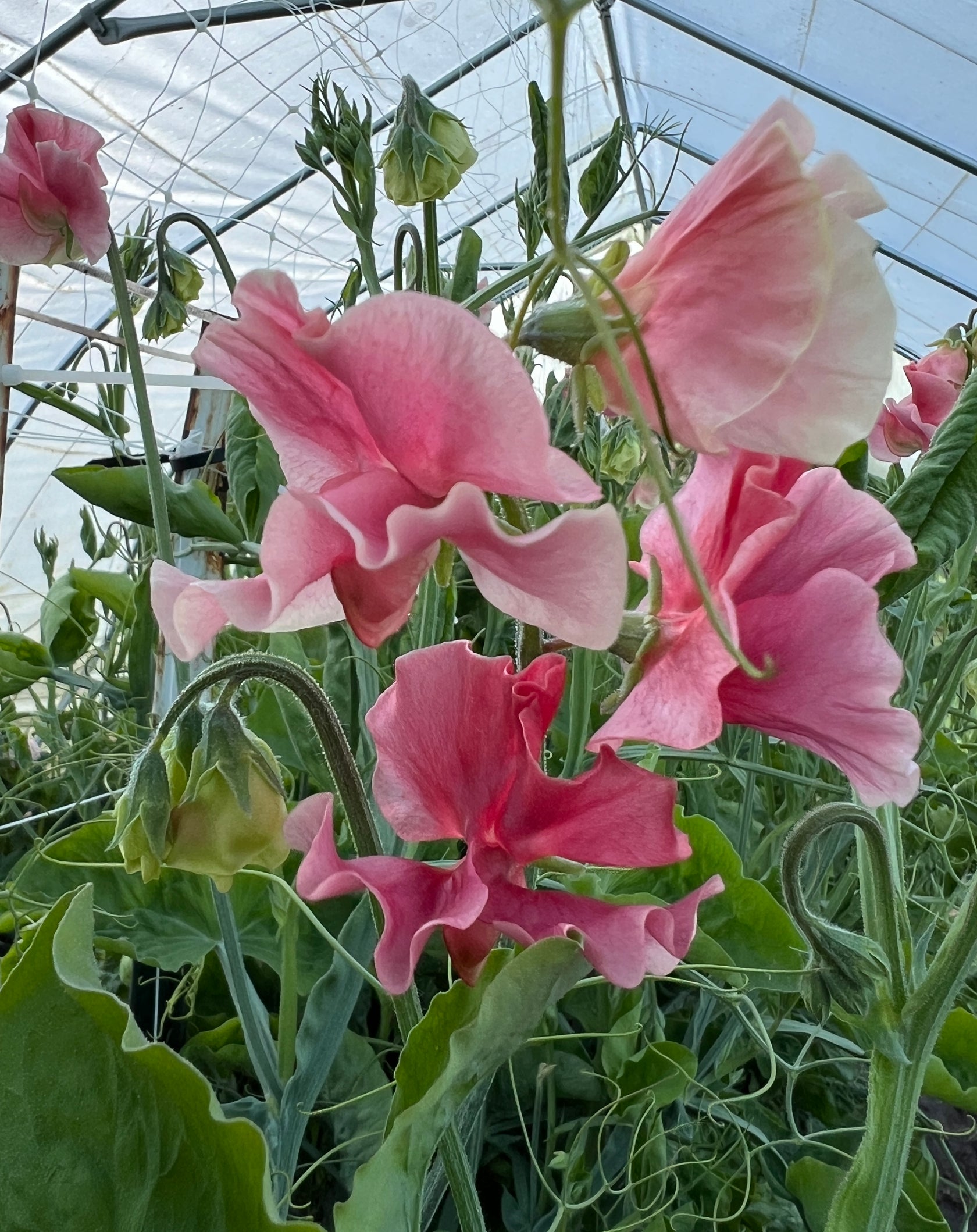Sweet Pea 'King's Ransom' (LIMIT 1 packet per household) – Flower People