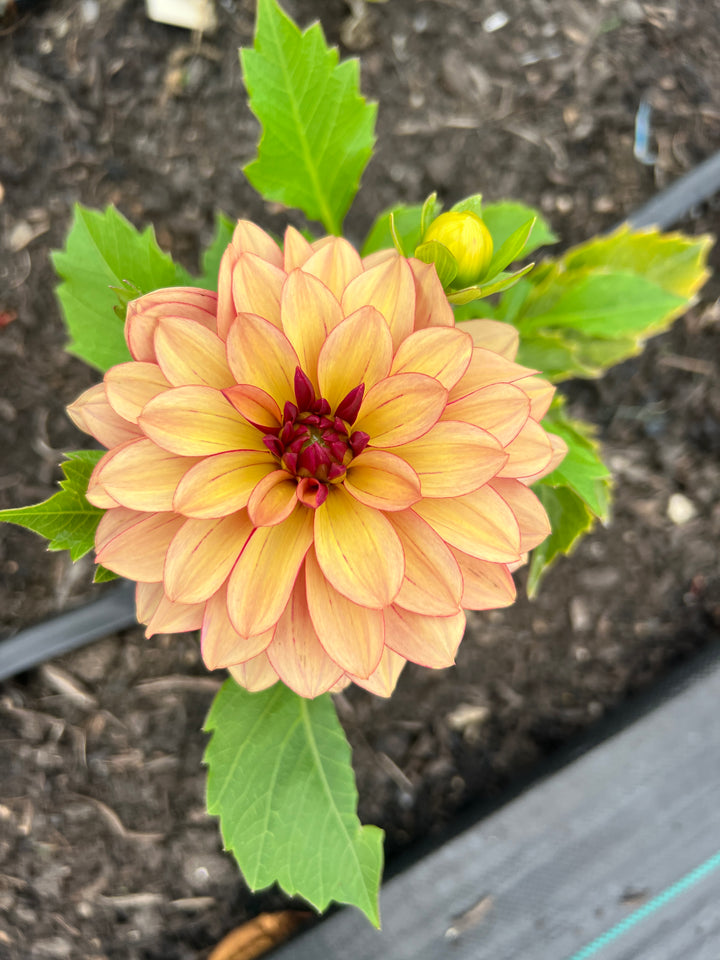 Dahlias – Flower People