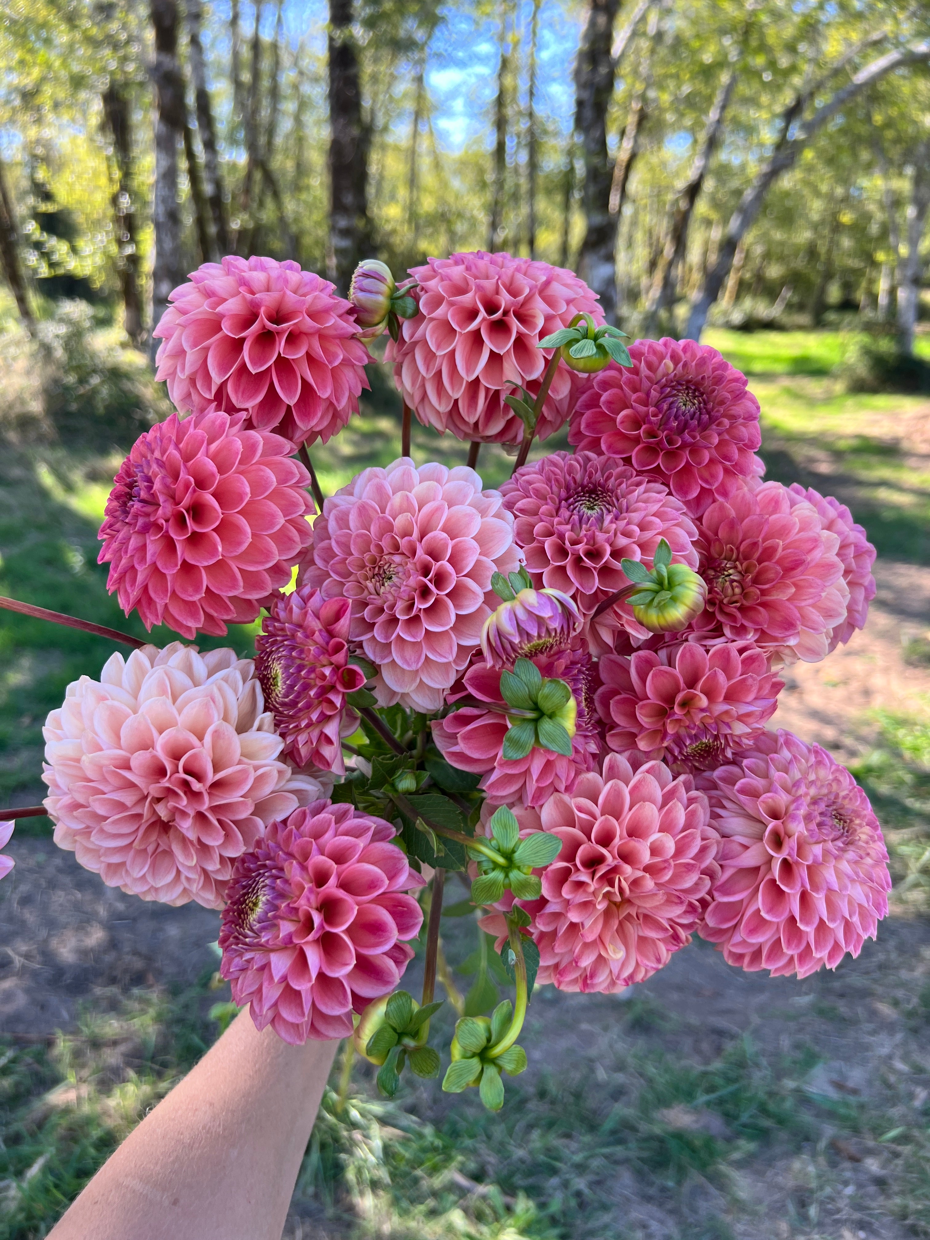 Snoho Doris Dahlia – Flower People