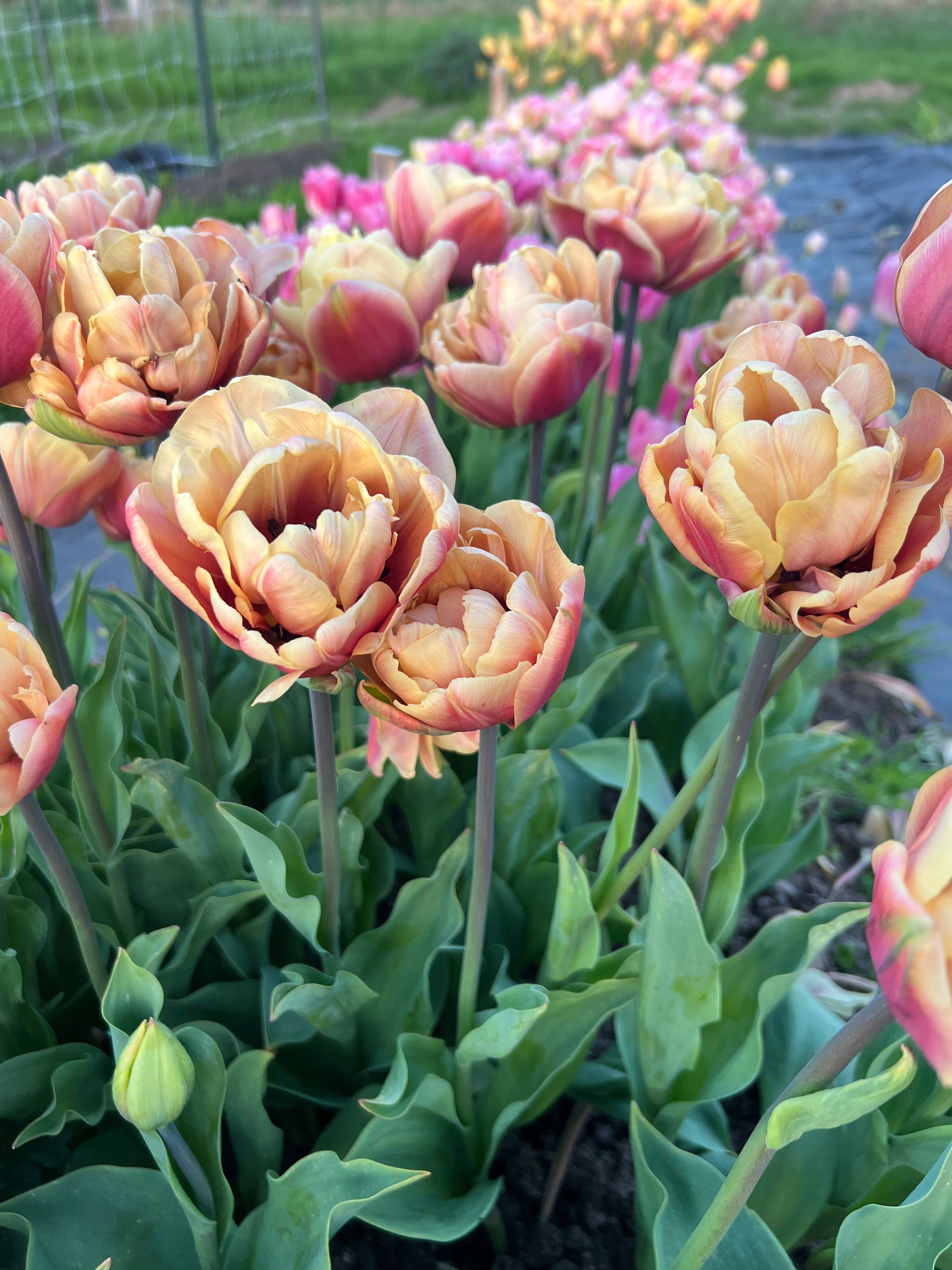 La Belle Epoque Tulip - 10 Bulbs – Flower People
