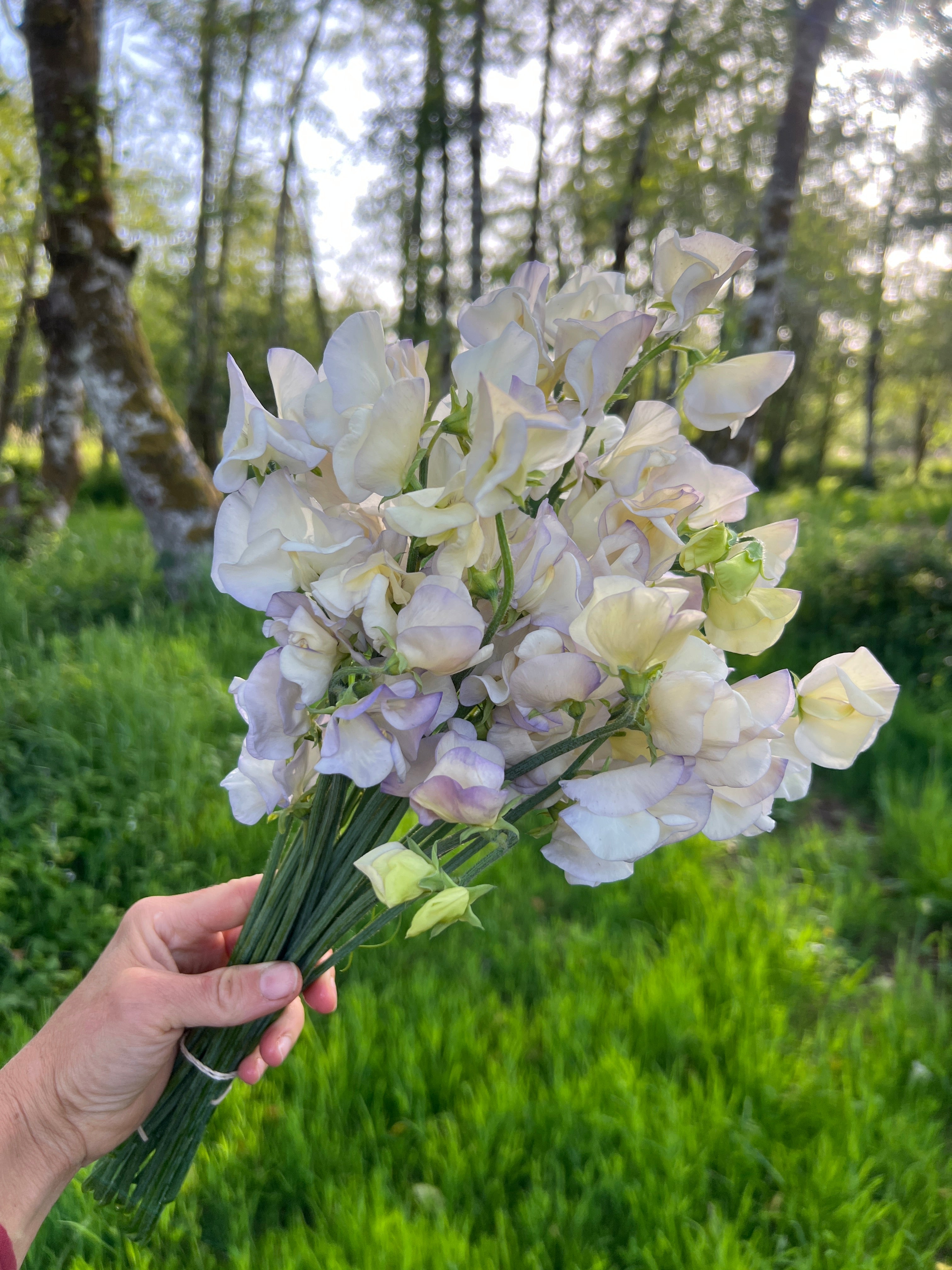 Sweet Pea 'Old Times' – Flower People