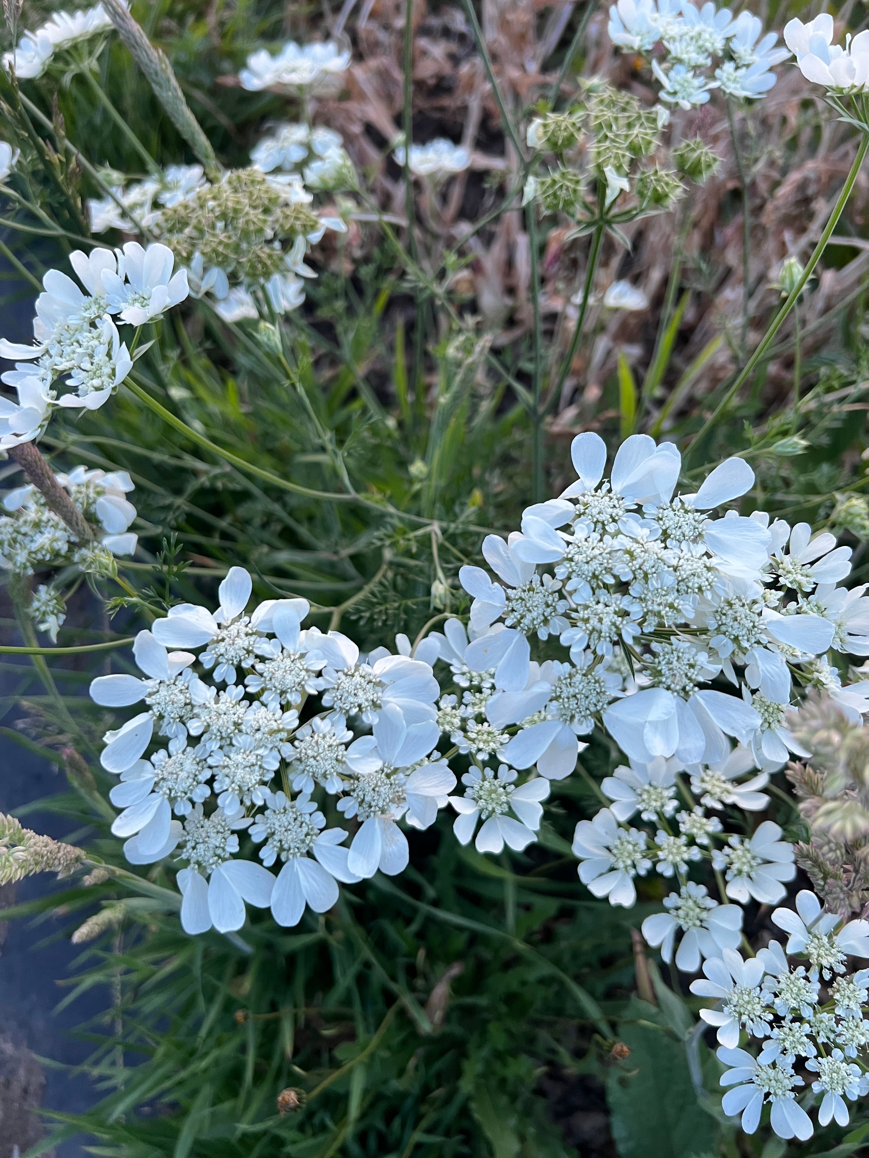 Orlaya 'White Finch' – Flower People
