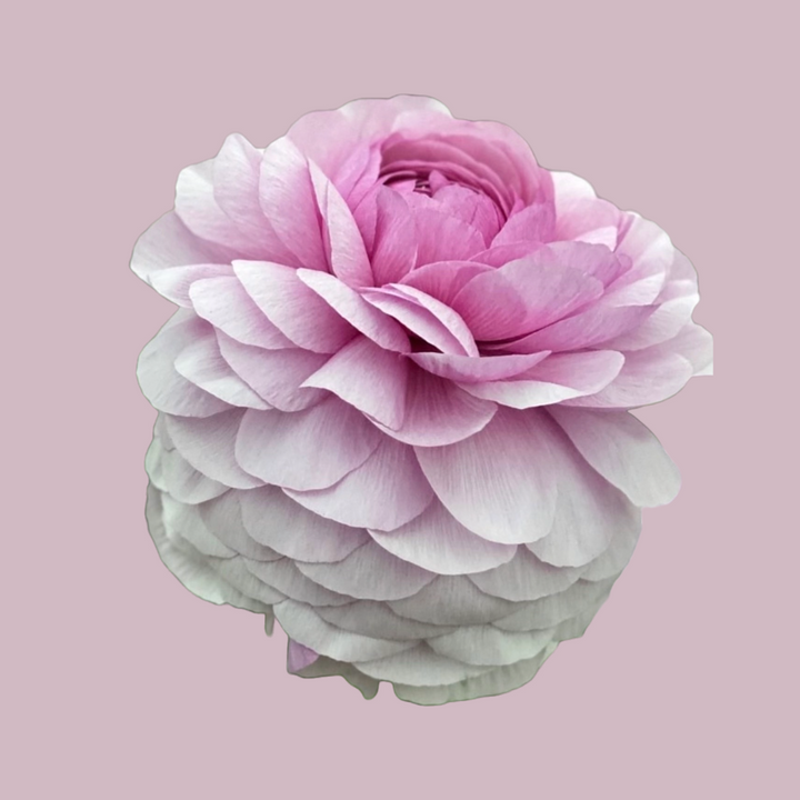 Ranunculus – Flower People