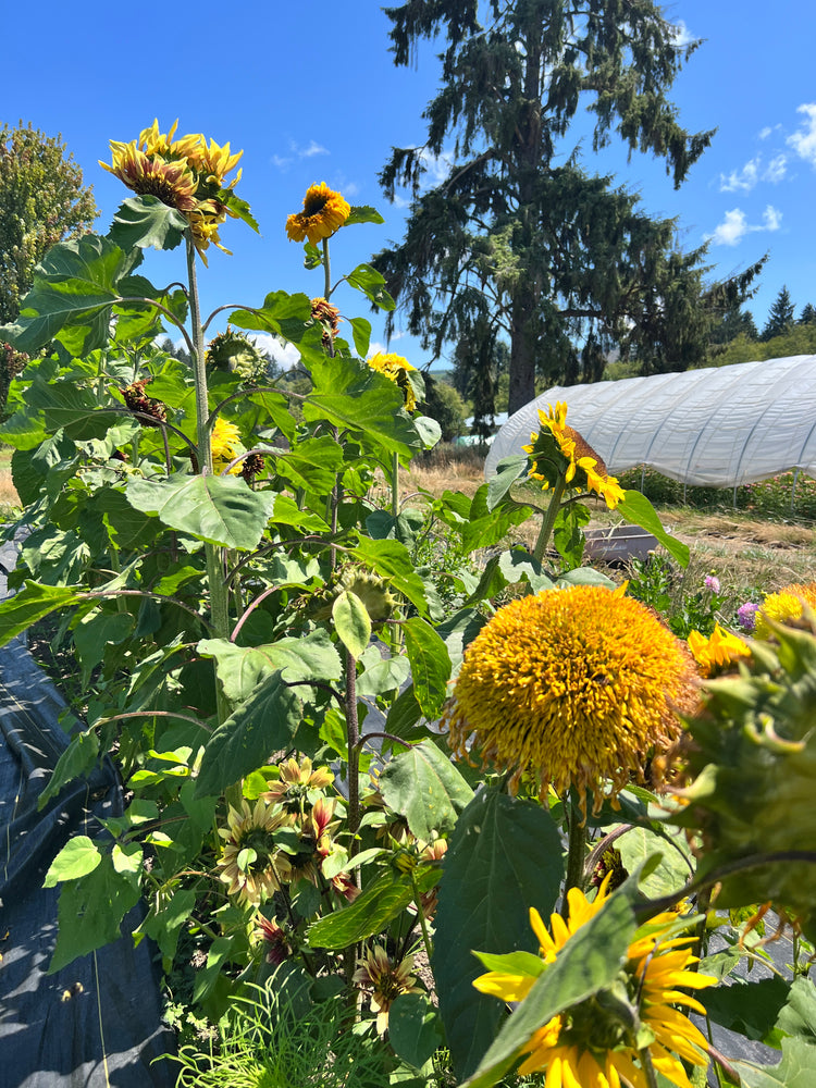 Sunflowers Mix – Flower People