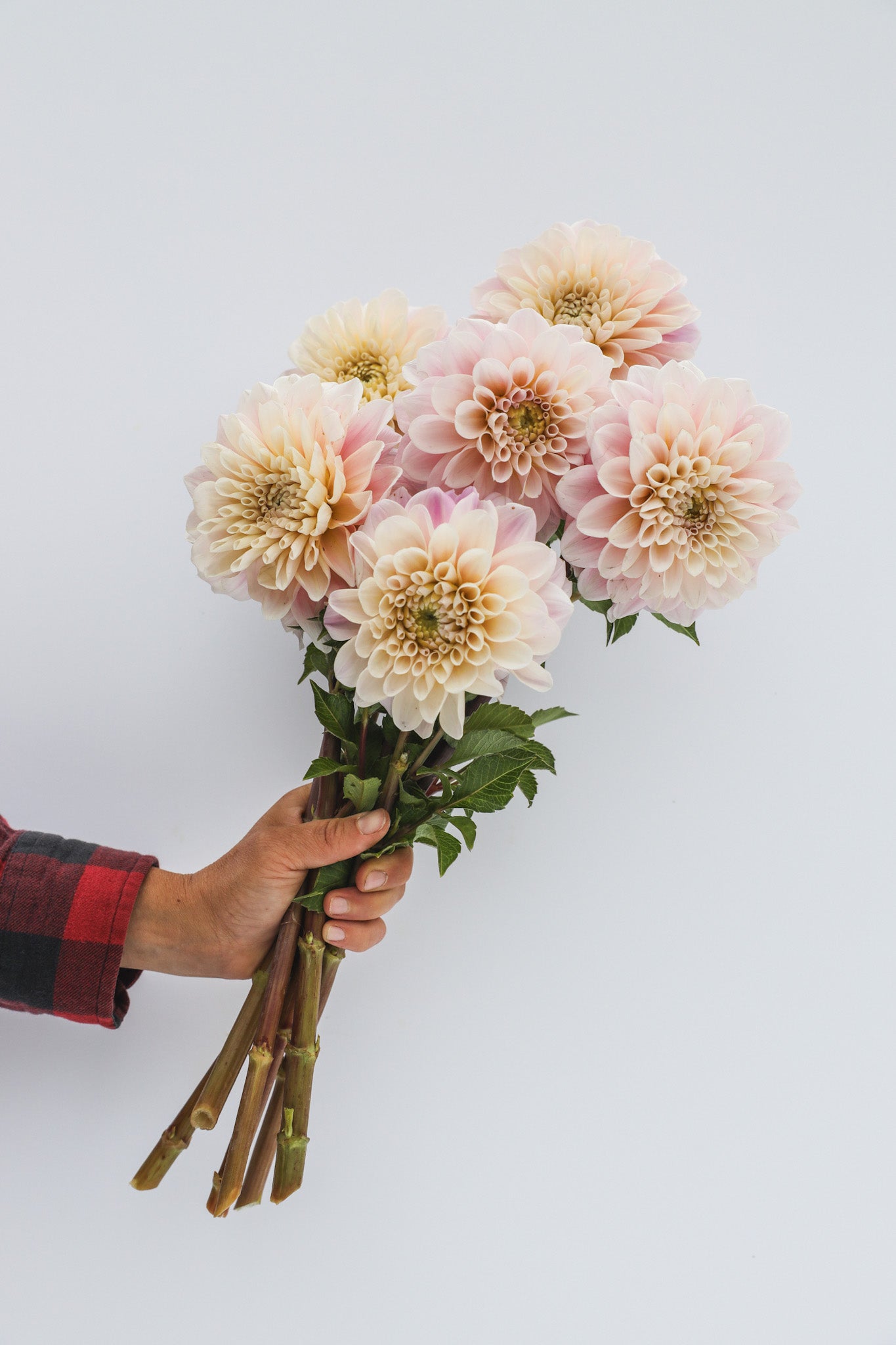 Sweet Natalie Dahlia – Flower People