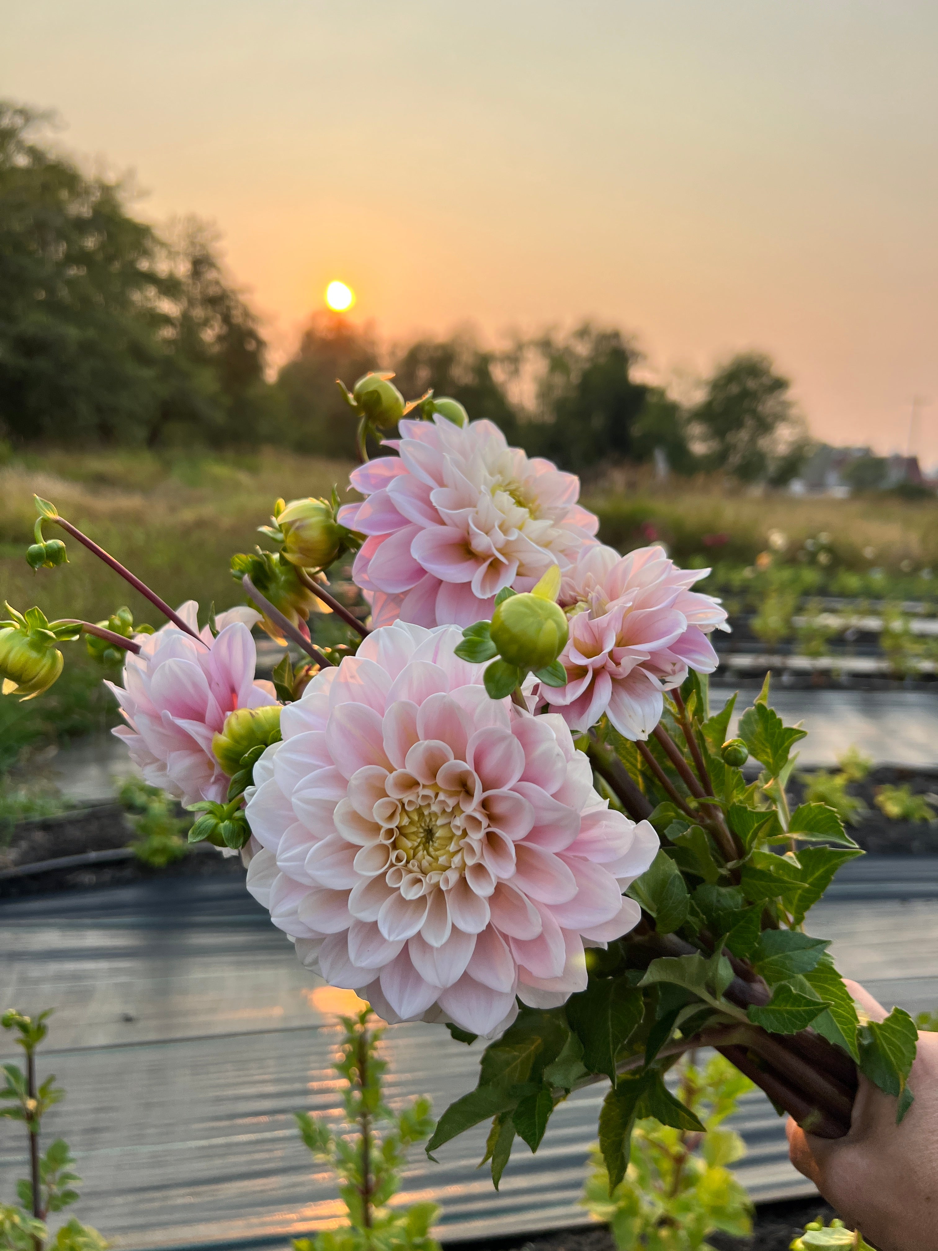 Sweet Natalie Dahlia – Flower People