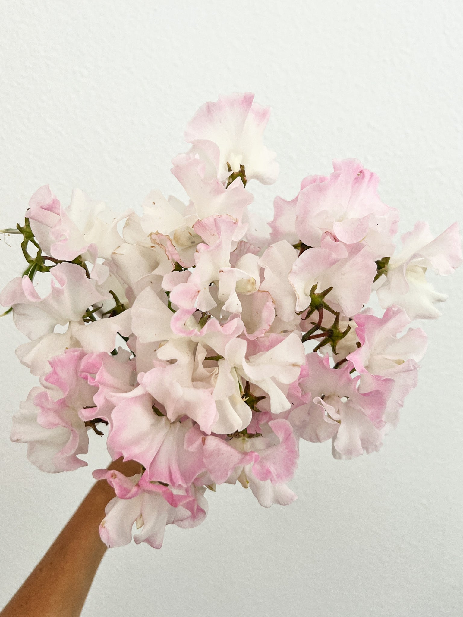 Sweet Pea 'Anniversary' – Flower People