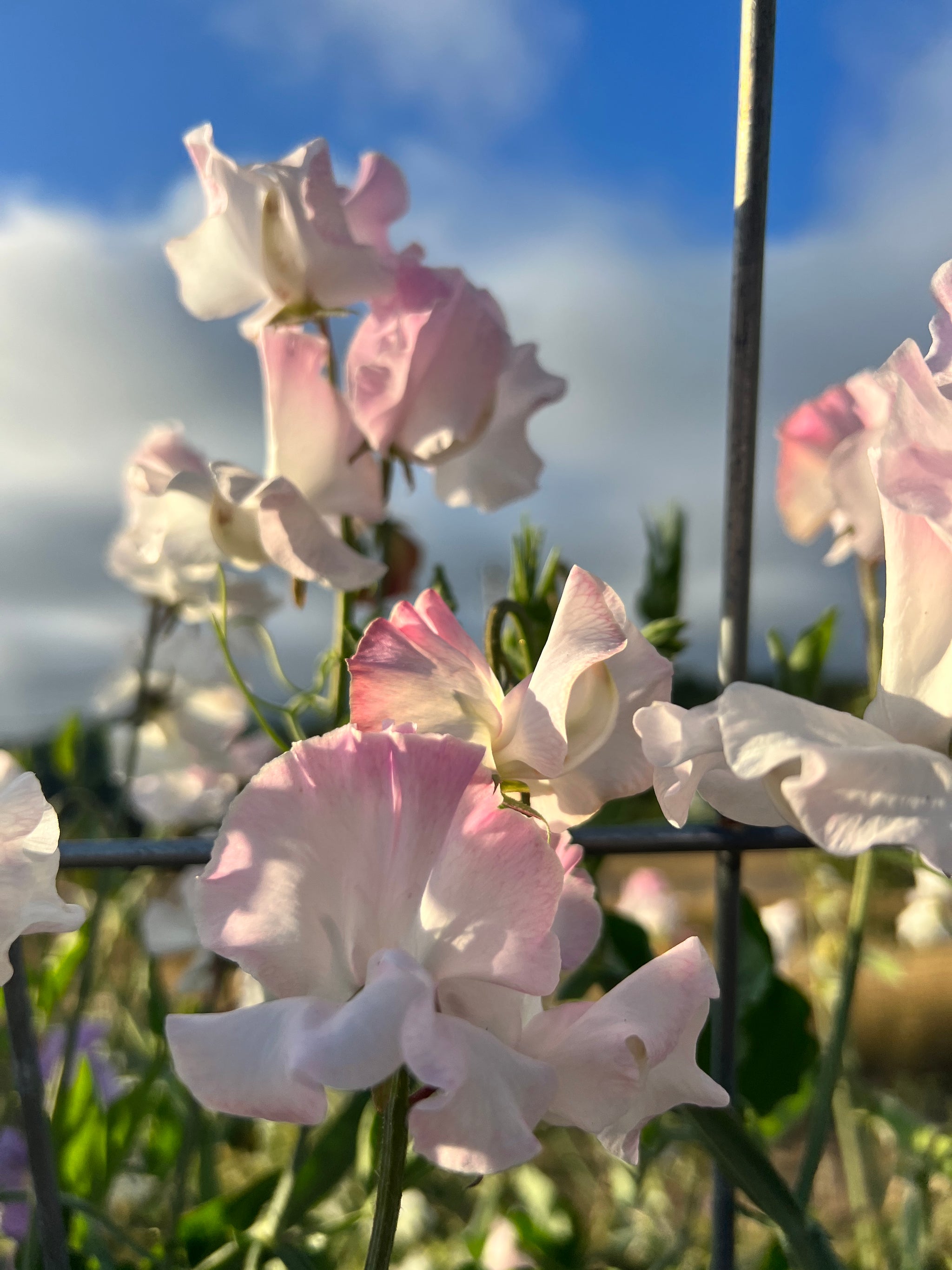 Sweet Pea - Anniversary – Flower People