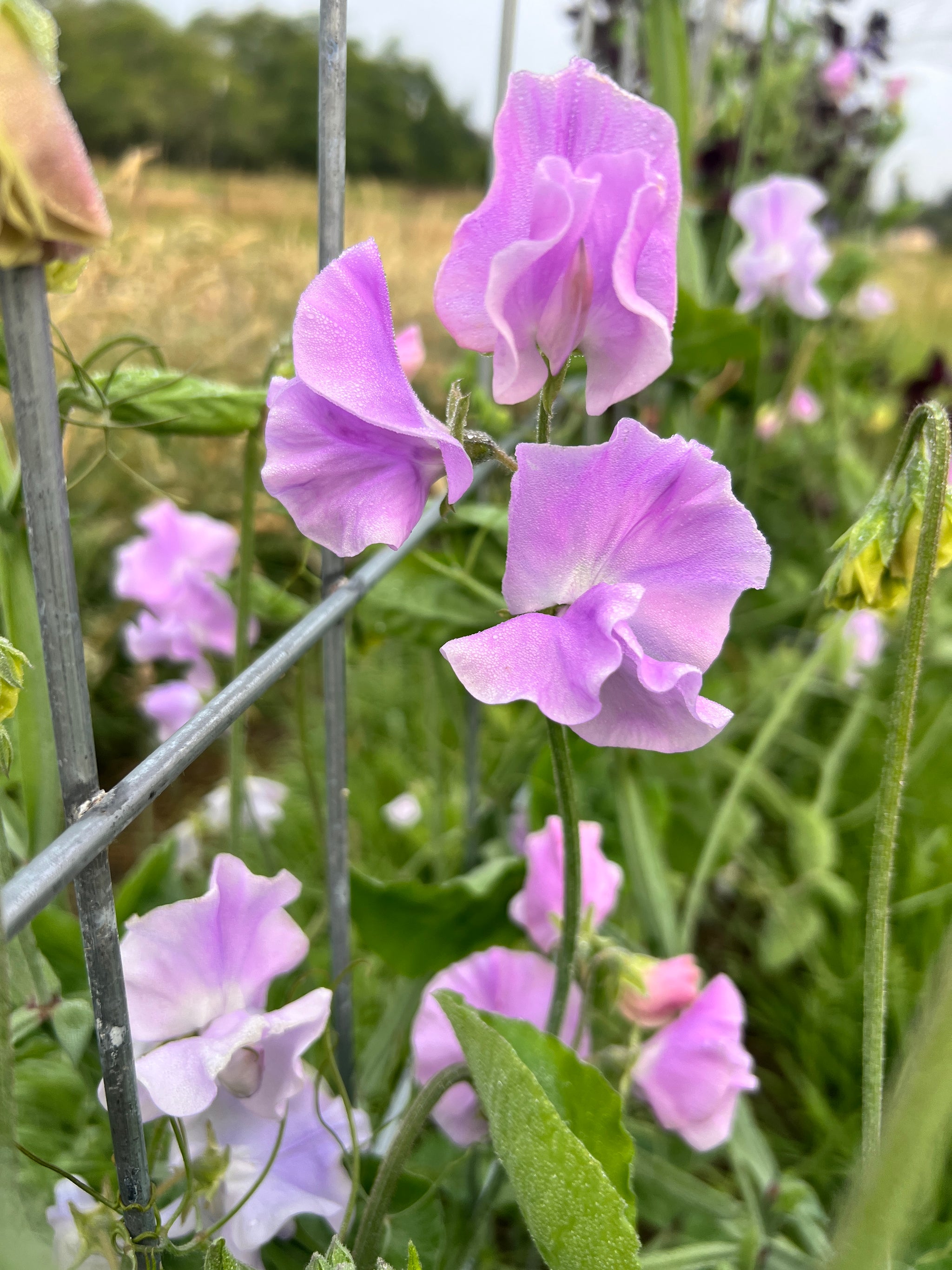 Sweet Pea 'Karen Louise' – Flower People