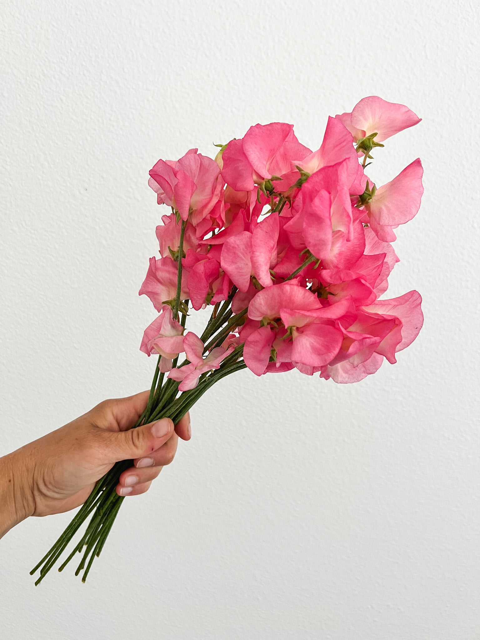 Sweet Pea 'Mammoth Salmon Cream' – Flower People