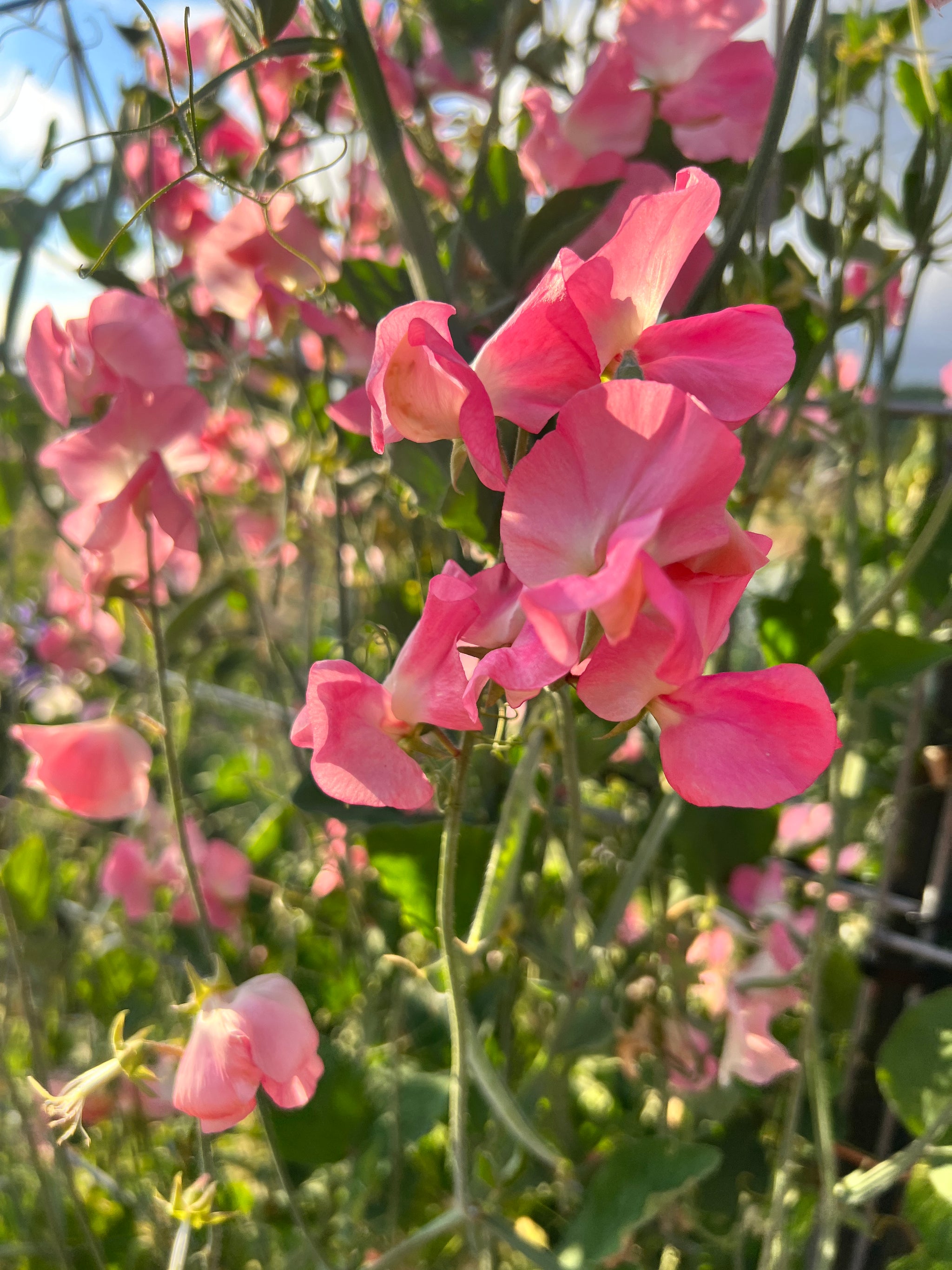 Sweet Pea 'Mammoth Salmon Cream' – Flower People