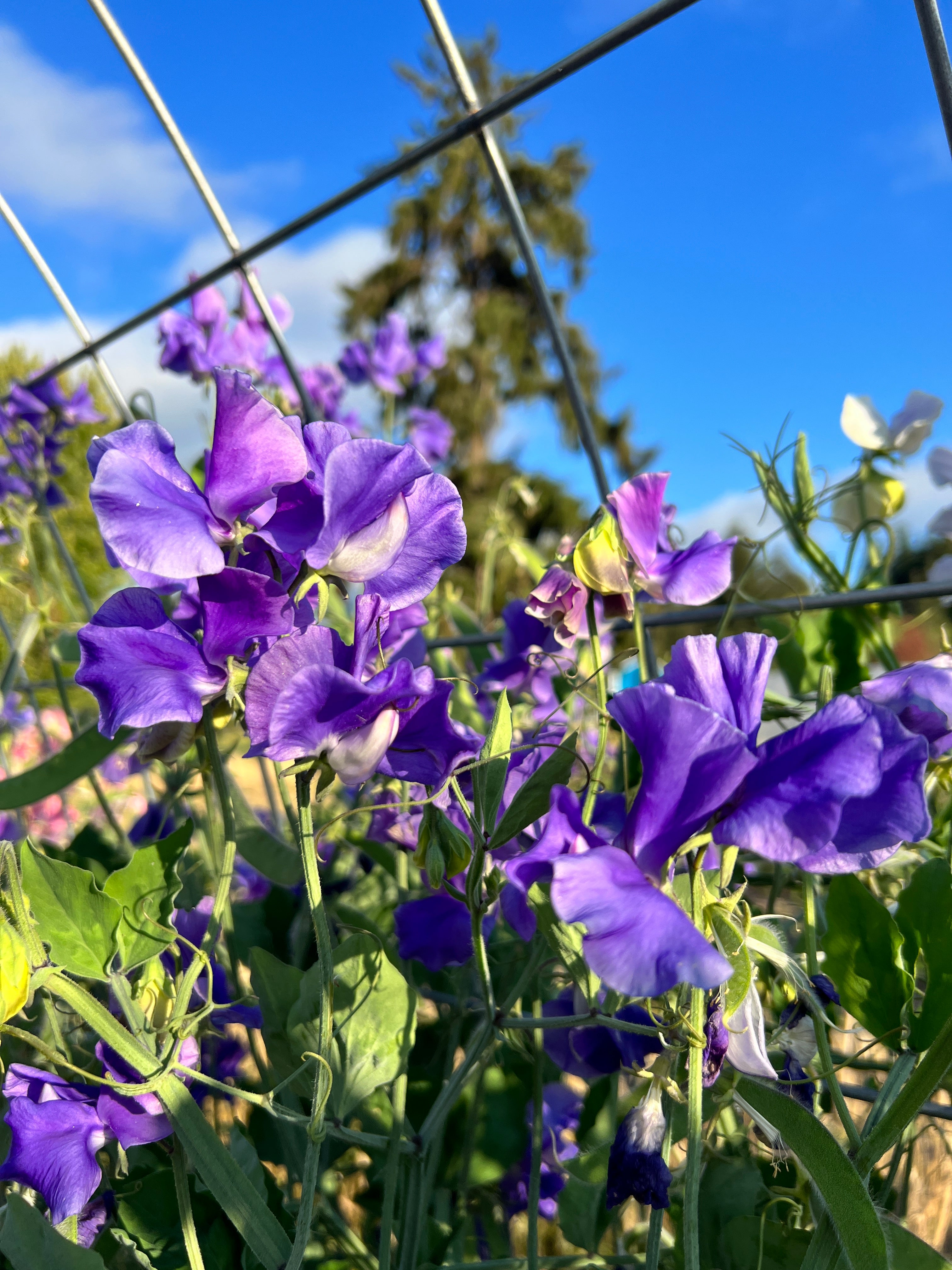 Flower People NEW Seed Collection