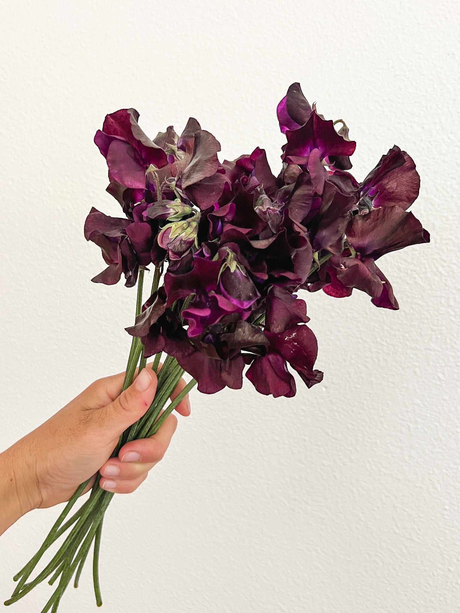 Sweet Pea 'Spring Sunshine Burgundy' – Flower People
