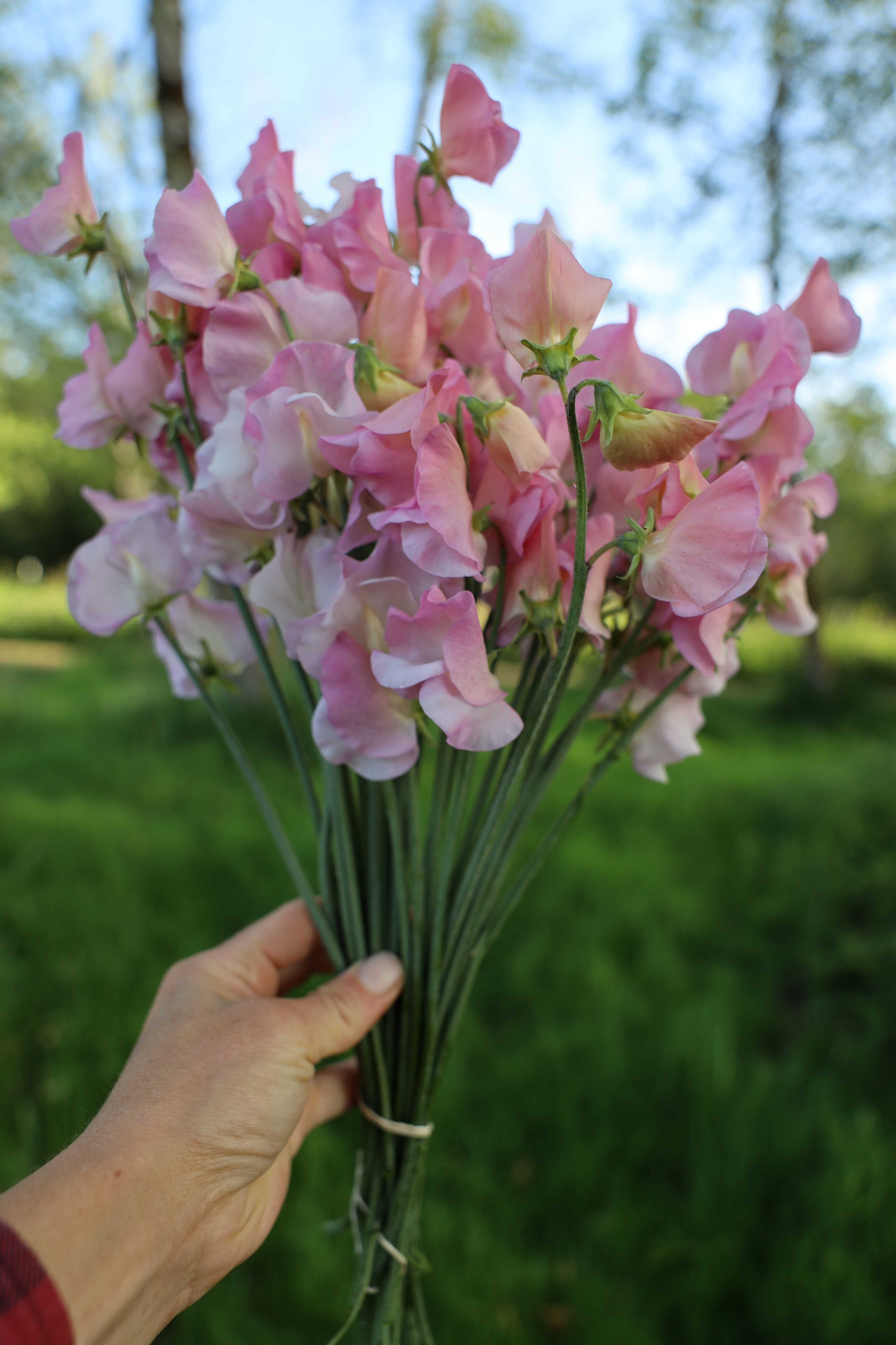 Sweet Pea 'Alisa' – Flower People