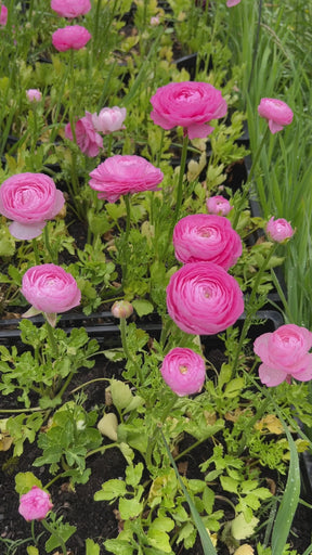 Ranunculus Half Clone Marshmallow - 15 corms – Flower People