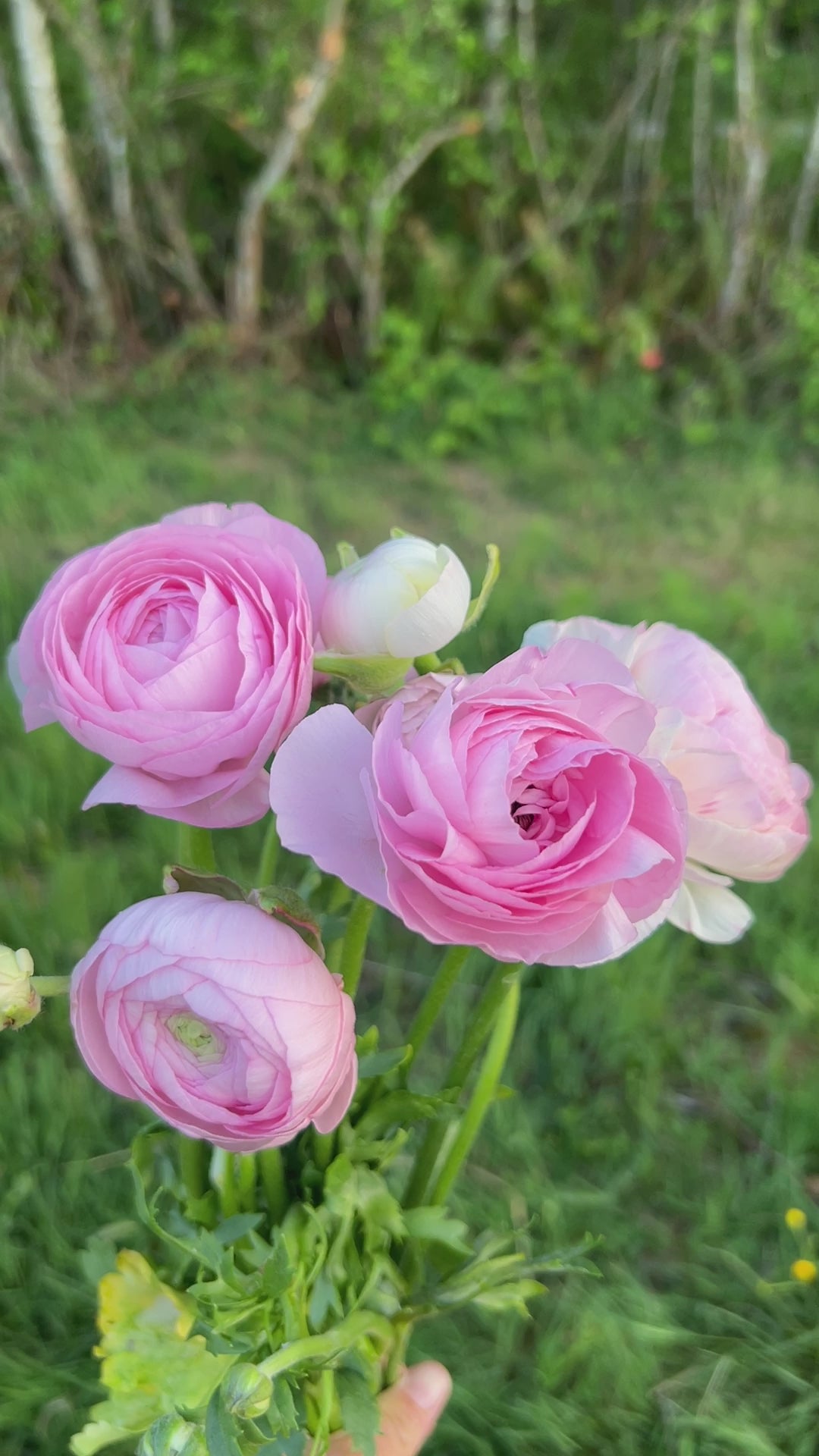 Ranunculus Half Clone Marshmallow - 15 corms – Flower People