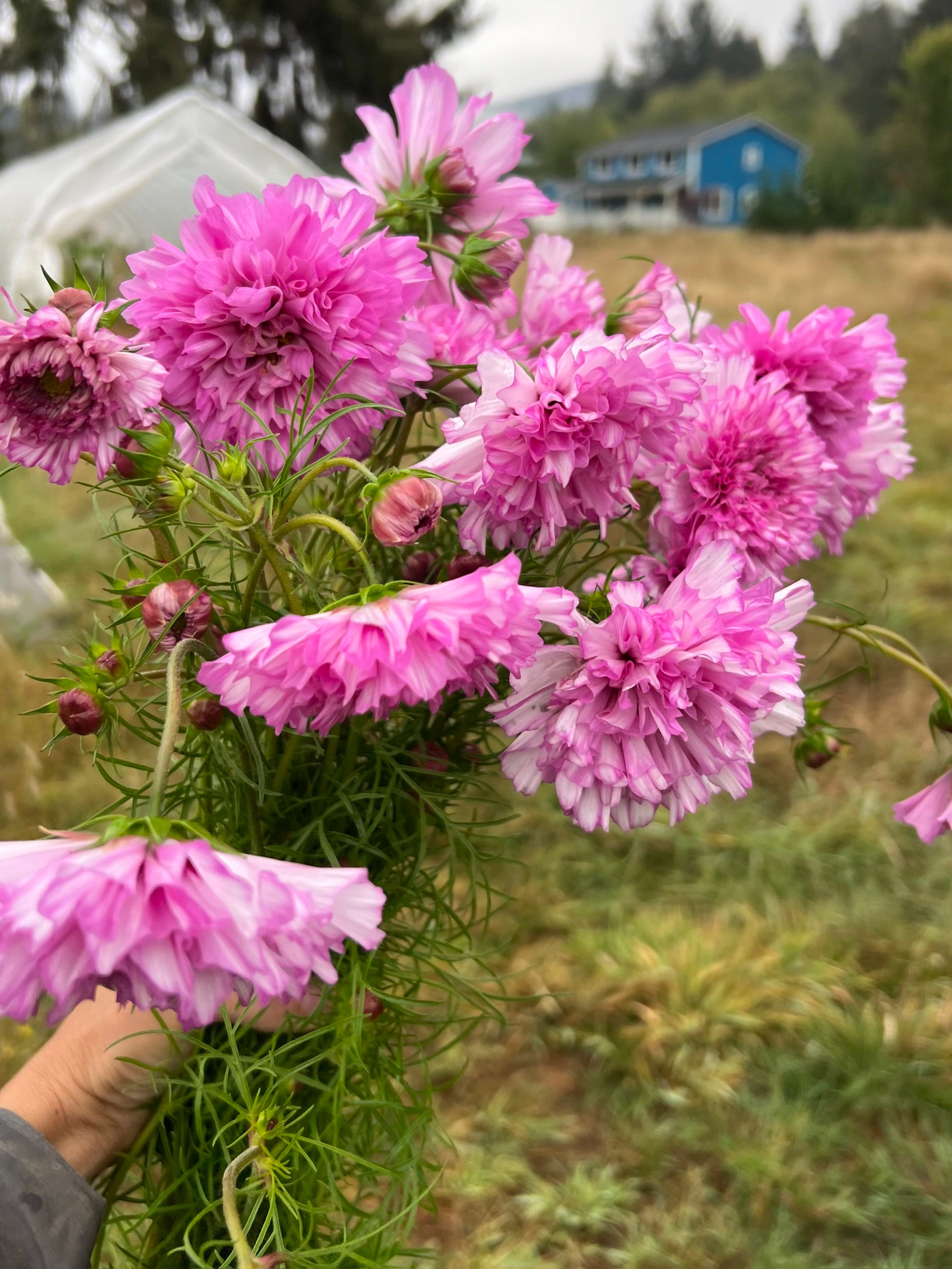 Cosmos ‘Double Click Pink BiColor’ – Flower People