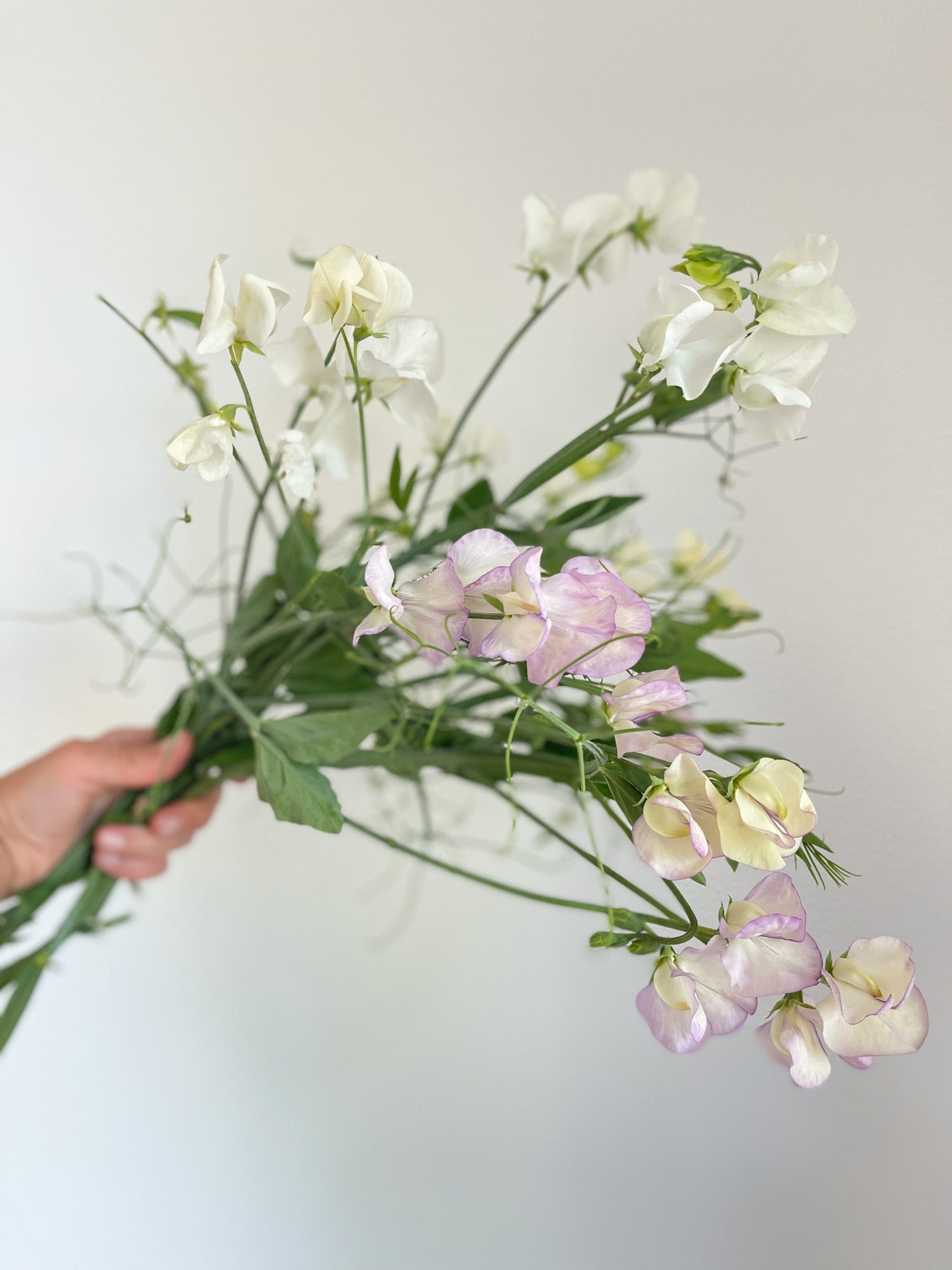 Sweet Pea 'King's High Scent' – Flower People