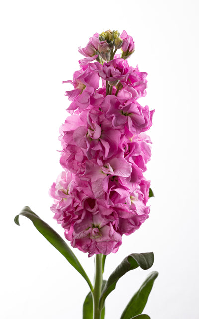 Pink Stock Flower