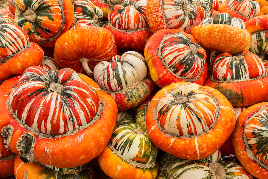 Pumpkin 'Turks Turban' – Flower People