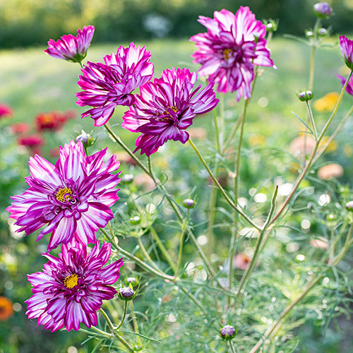 Cosmos ‘Double Click Violet BiColor’ – Flower People
